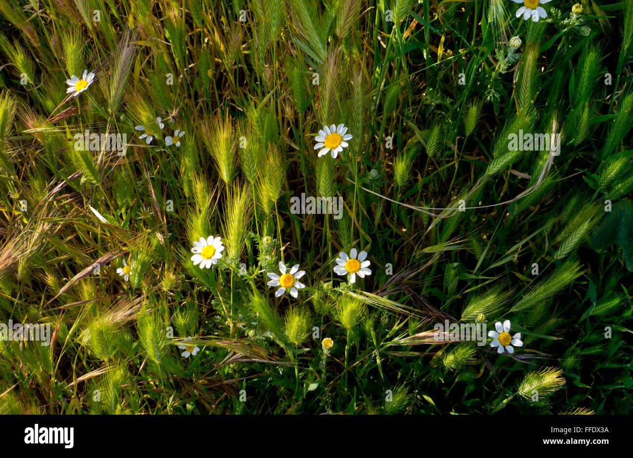 Wildblumen von andalusien -Fotos und -Bildmaterial in hoher Auflösung ...