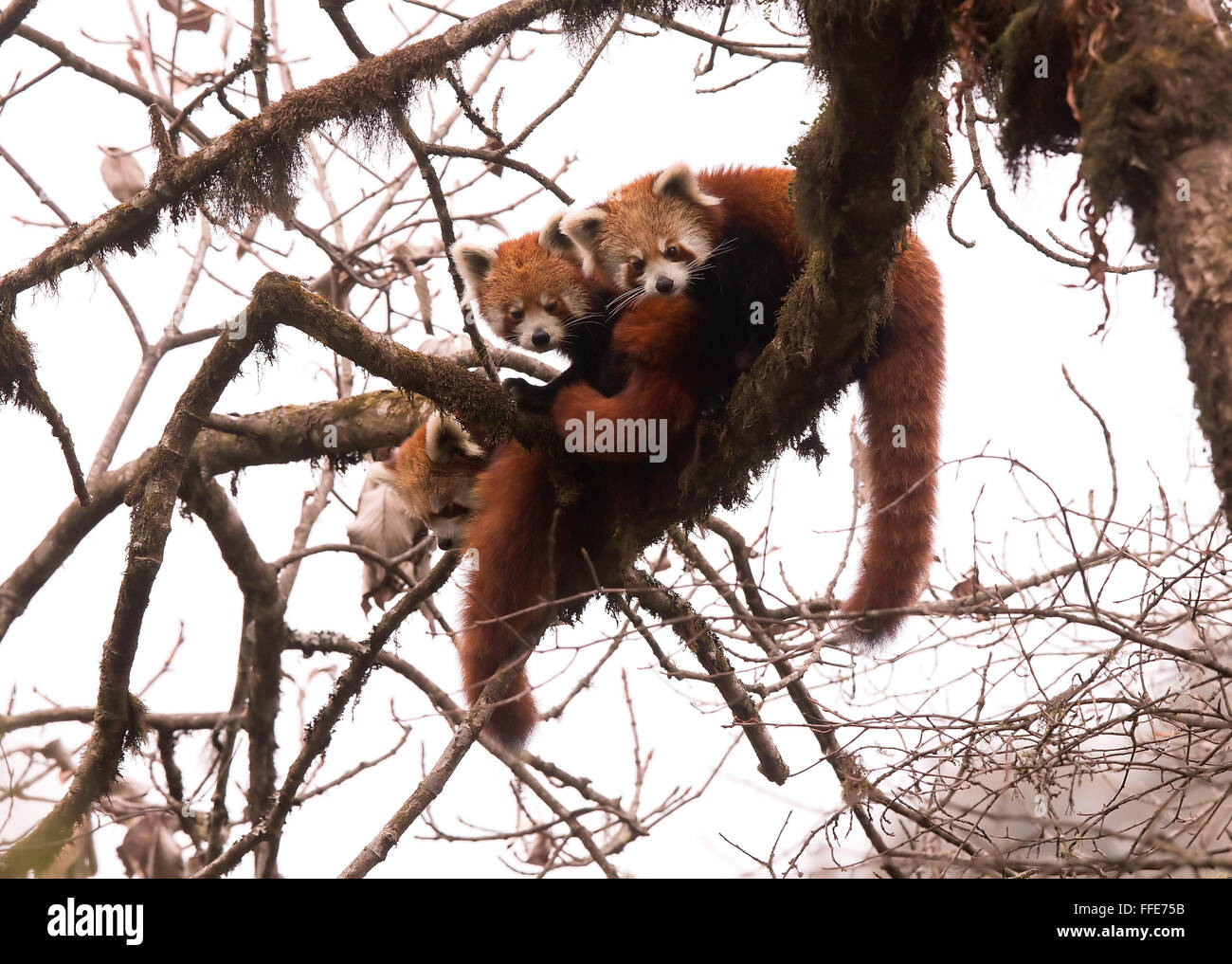 Rote pandas -Fotos und -Bildmaterial in hoher Auflösung – Alamy