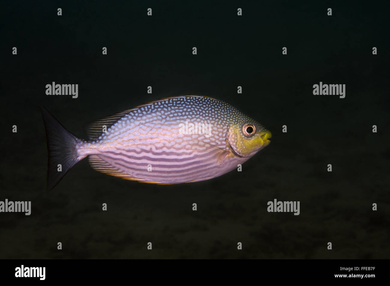 Siganus javus -Fotos und -Bildmaterial in hoher Auflösung – Alamy