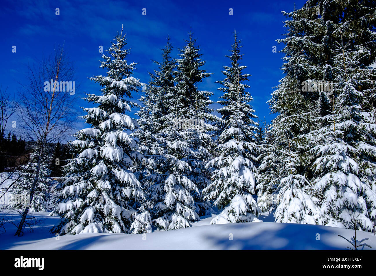 Snow covered pine trees -Fotos und -Bildmaterial in hoher Auflösung – Alamy