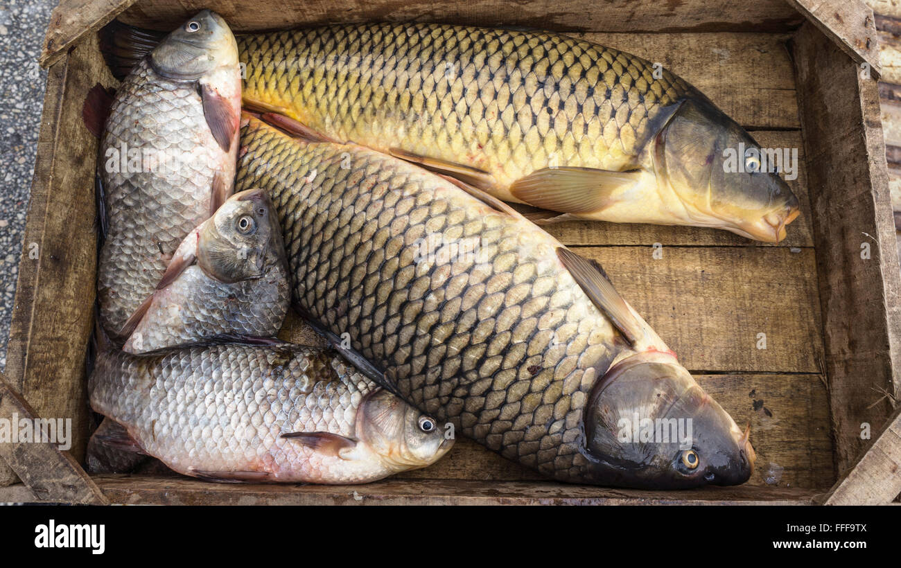 frischen Fisch Cyprinus, nur gefischt, in einer Holzkiste ...