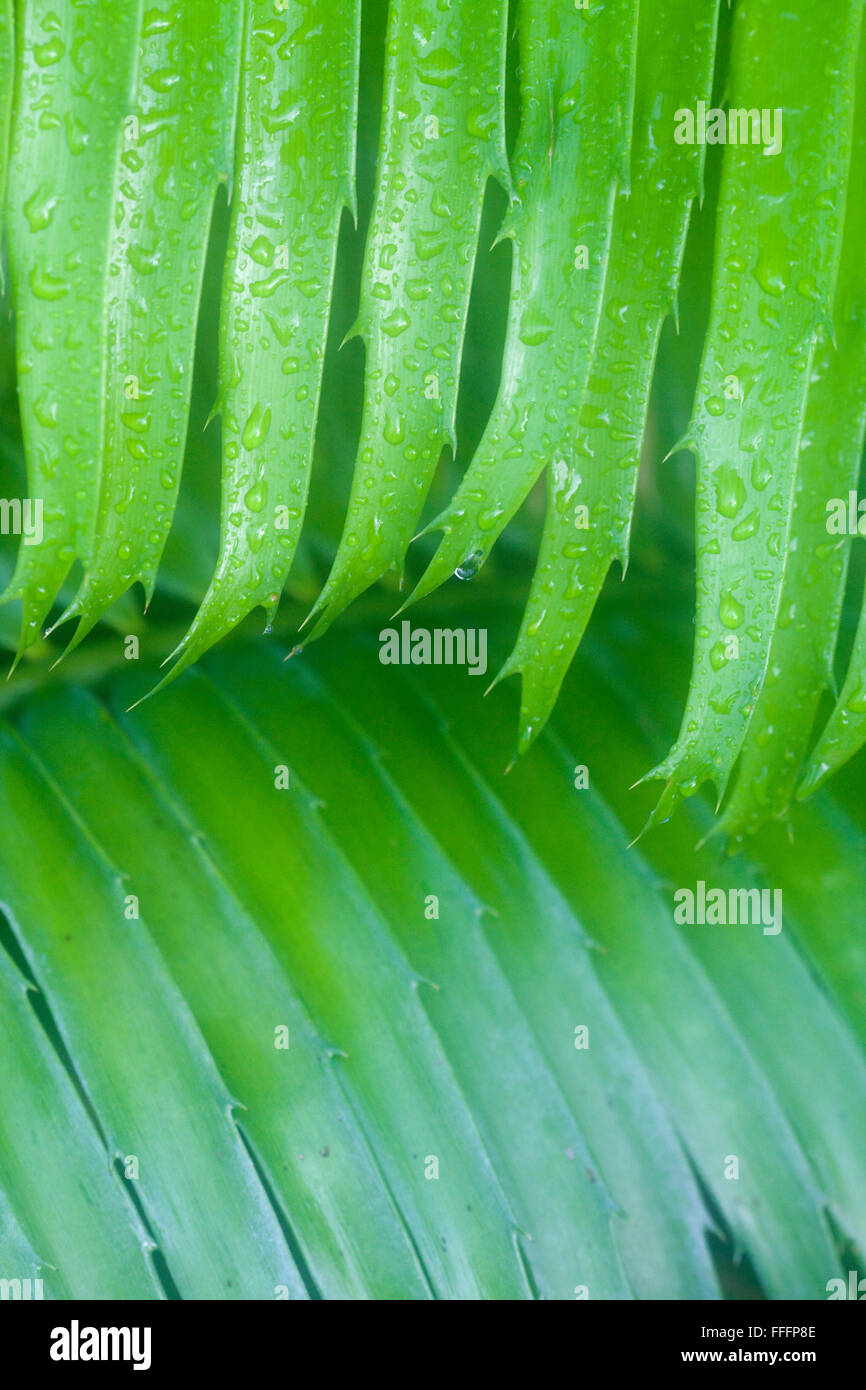 Ravenea moorei -Fotos und -Bildmaterial in hoher Auflösung – Alamy