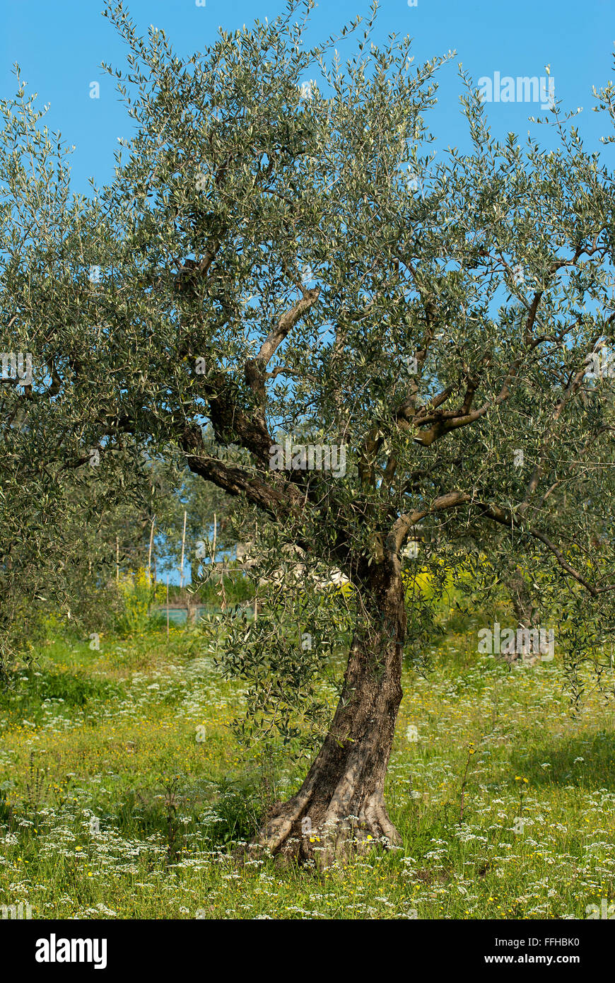 Ulivo olivenbaum -Fotos und -Bildmaterial in hoher Auflösung – Alamy