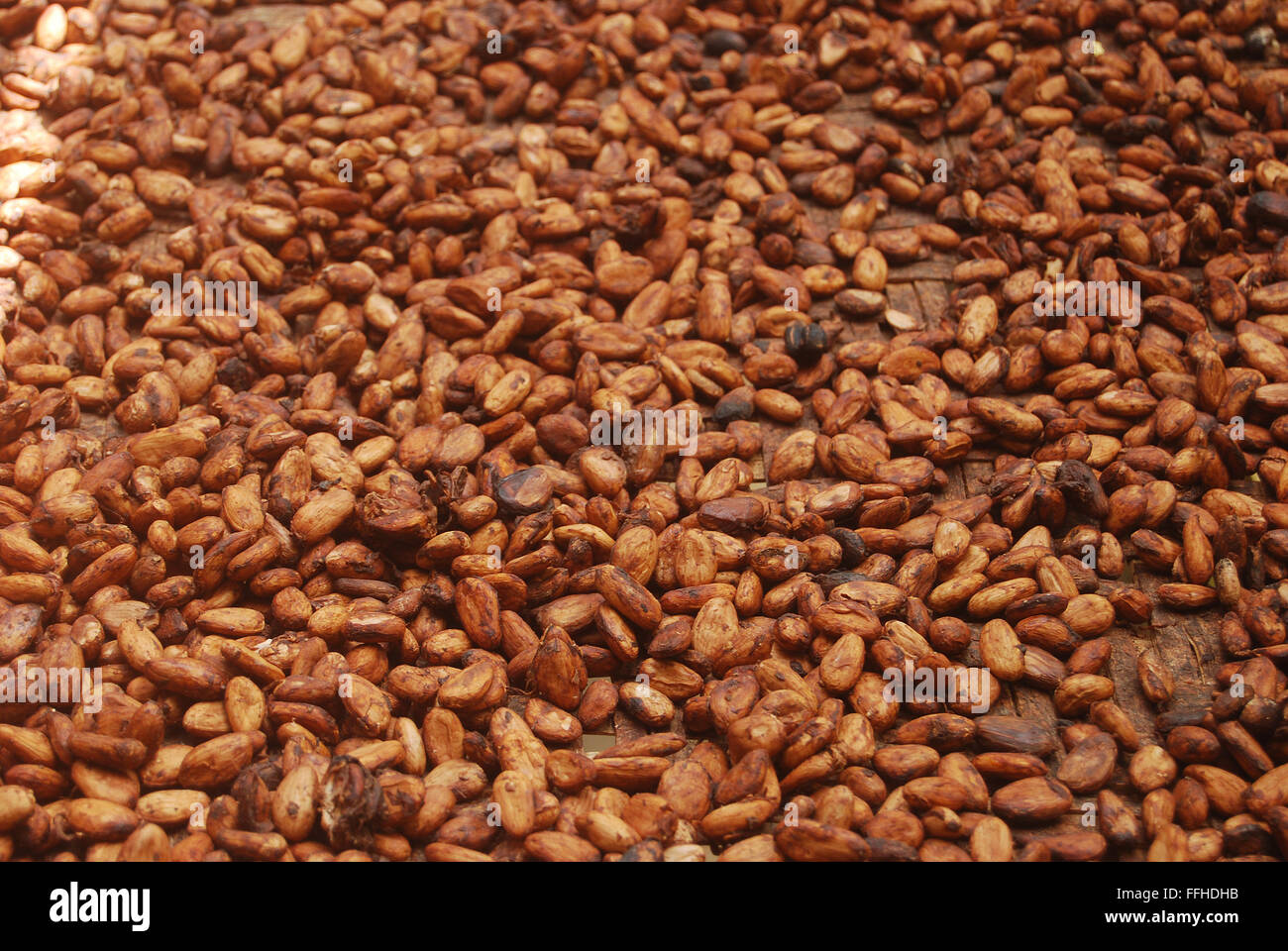 Kakaobohnen trocknen -Fotos und -Bildmaterial in hoher Auflösung – Alamy