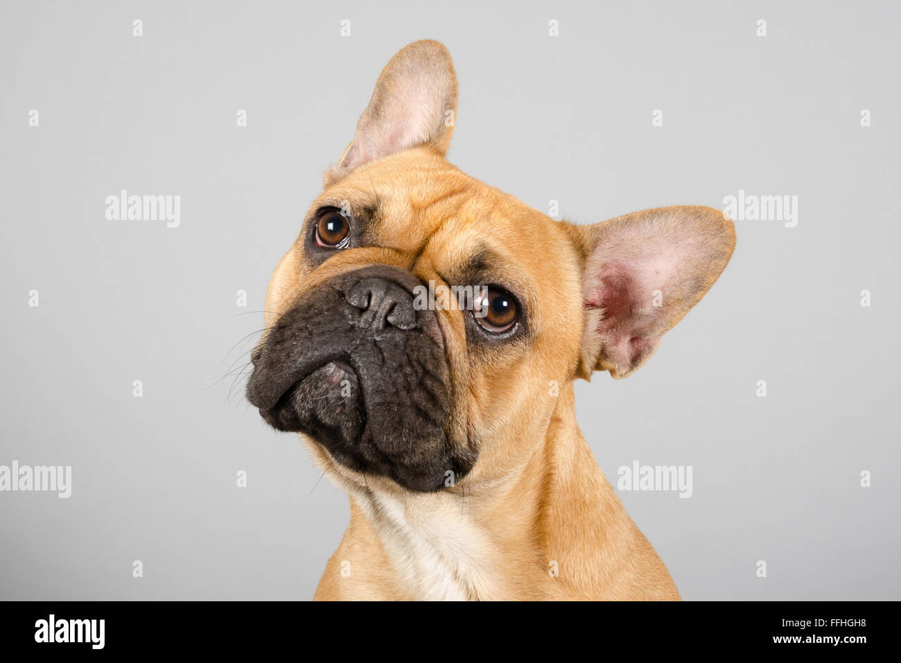 French bulldog pup -Fotos und -Bildmaterial in hoher Auflösung – Alamy