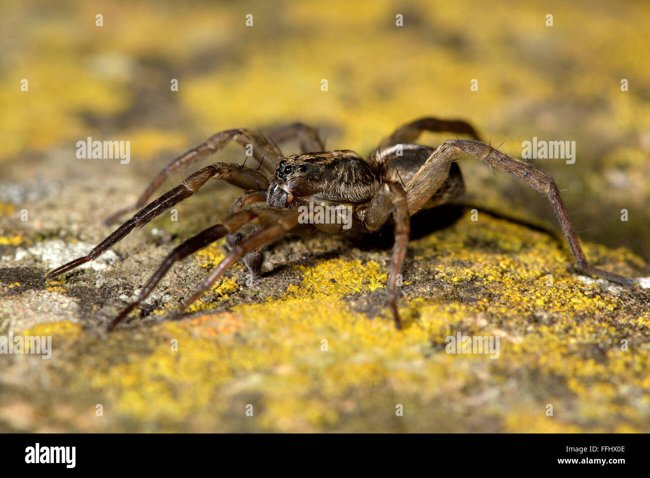 Trochosa Ruricola Wolfspinne auf Stein. Eine männliche Spinne zeigt ...