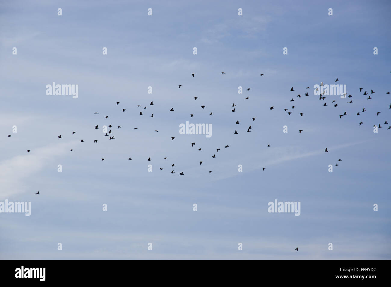 Pigeons in flight -Fotos und -Bildmaterial in hoher Auflösung – Alamy
