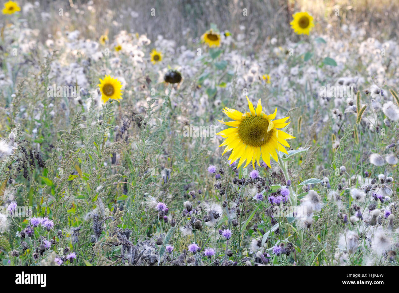Distel seedheads -Fotos und -Bildmaterial in hoher Auflösung – Alamy