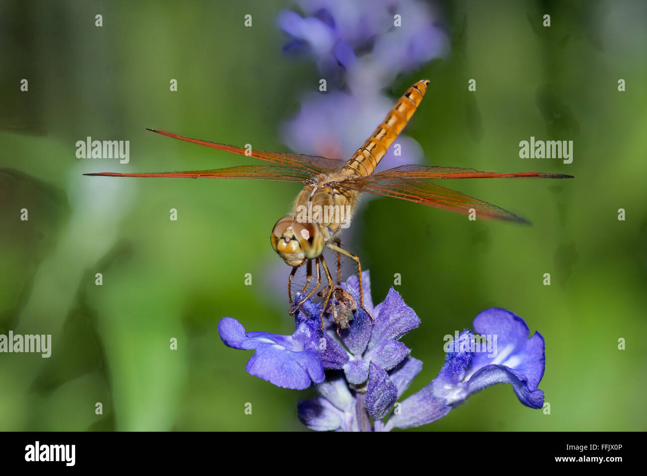 Blaue libelle makro -Fotos und -Bildmaterial in hoher Auflösung – Alamy