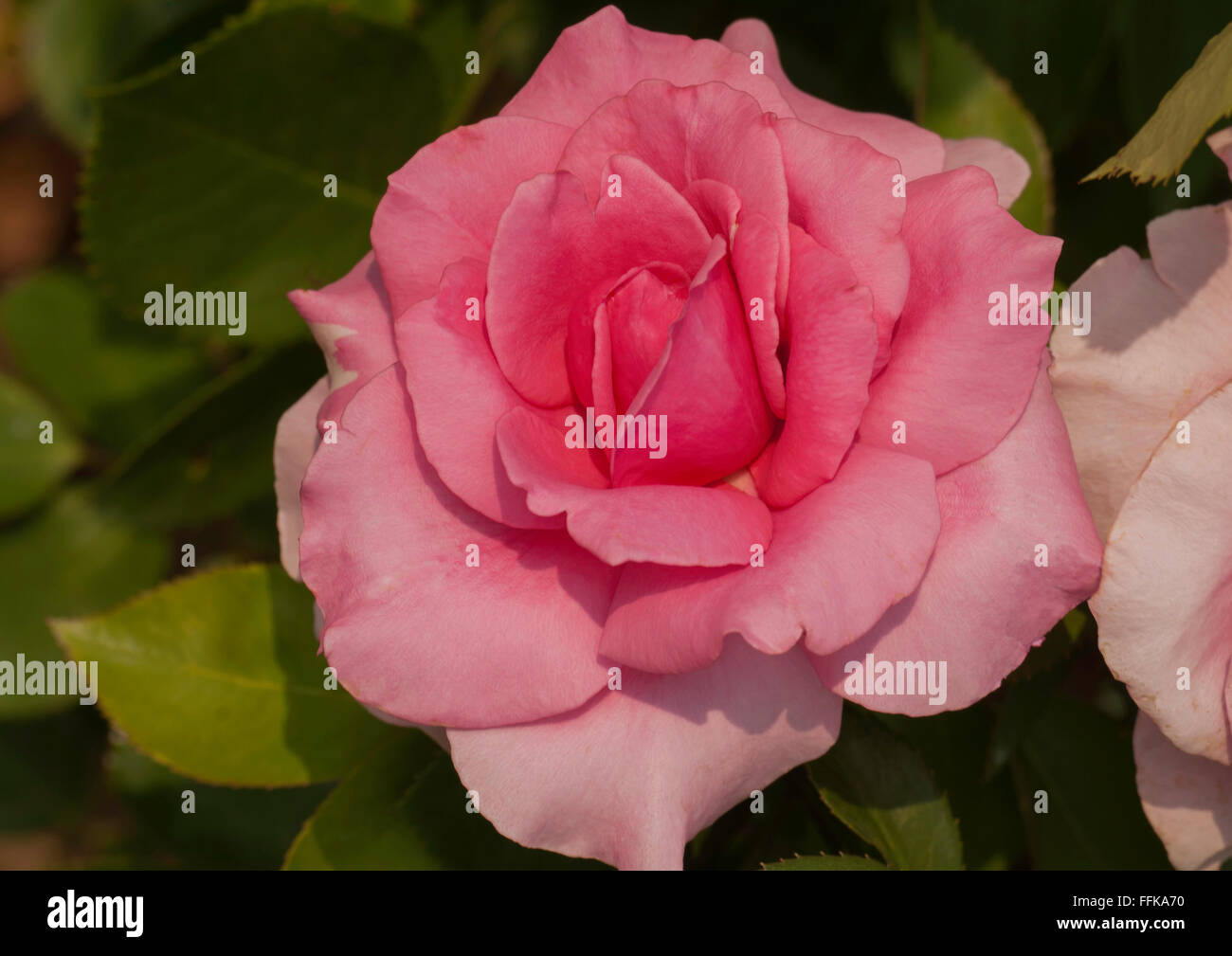 Rosa sommerlied -Fotos und -Bildmaterial in hoher Auflösung – Alamy