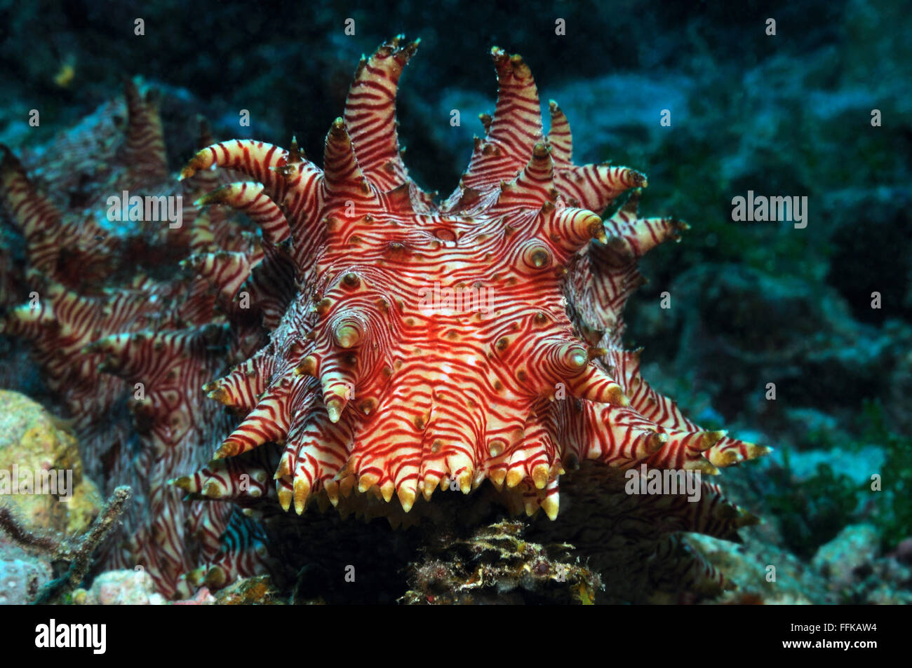 Ein Candycane (Pfefferminze, rot gesäumten) Seewalze (Thelenota ...