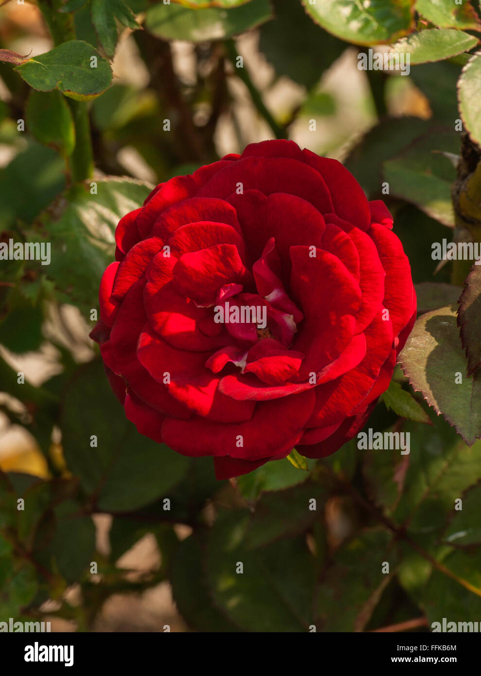 Floribunda r -Fotos und -Bildmaterial in hoher Auflösung – Alamy