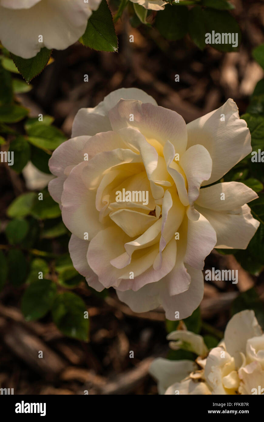 Sonnentrost -Fotos und -Bildmaterial in hoher Auflösung – Alamy