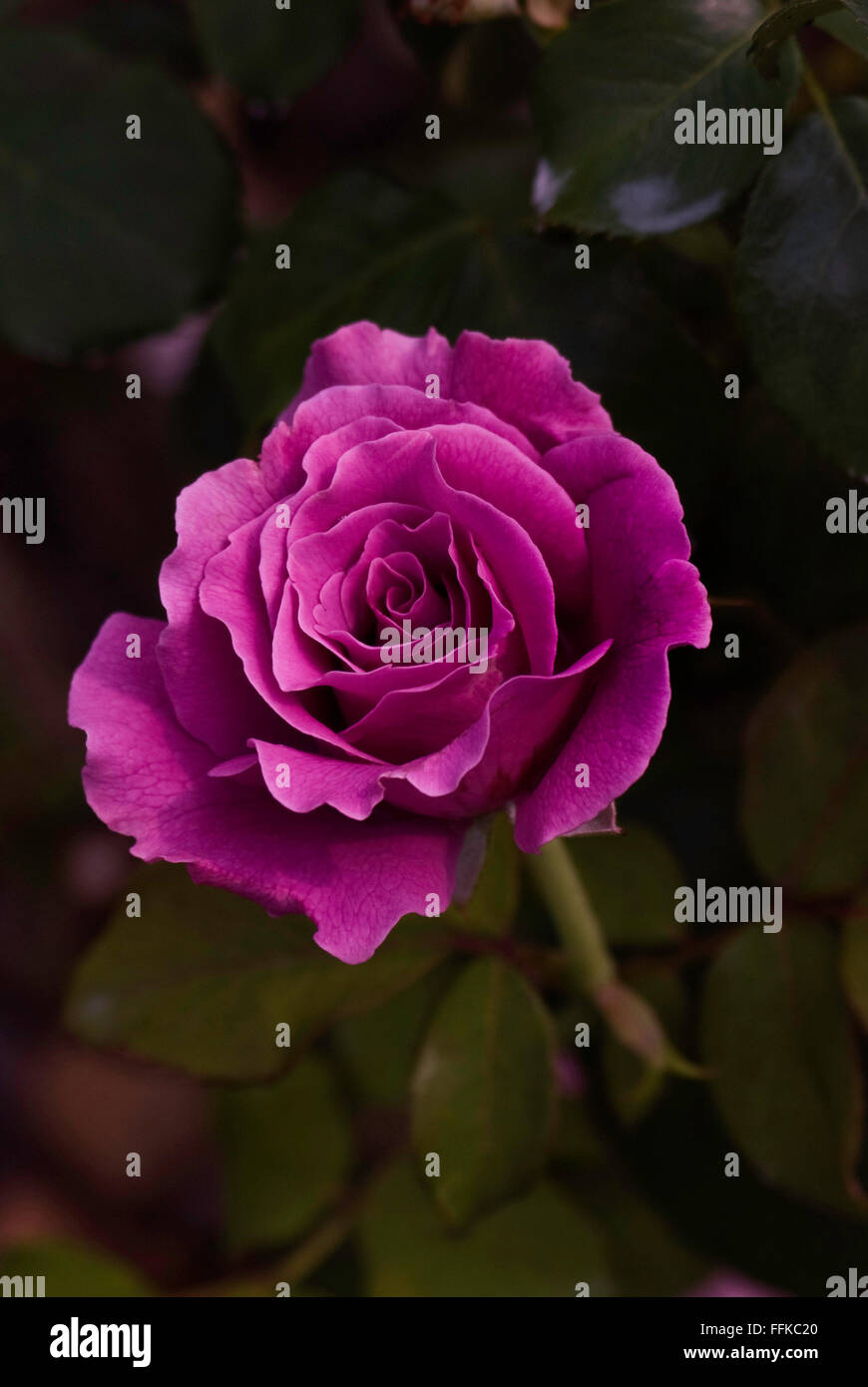 Angelic face -Fotos und -Bildmaterial in hoher Auflösung – Alamy