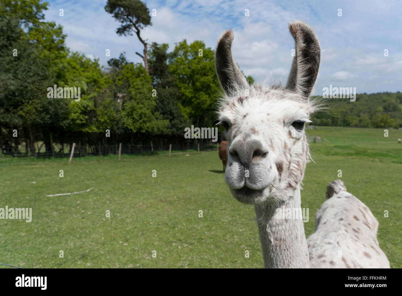 Alpaca Peru Stockfotos und -bilder Kaufen - Alamy