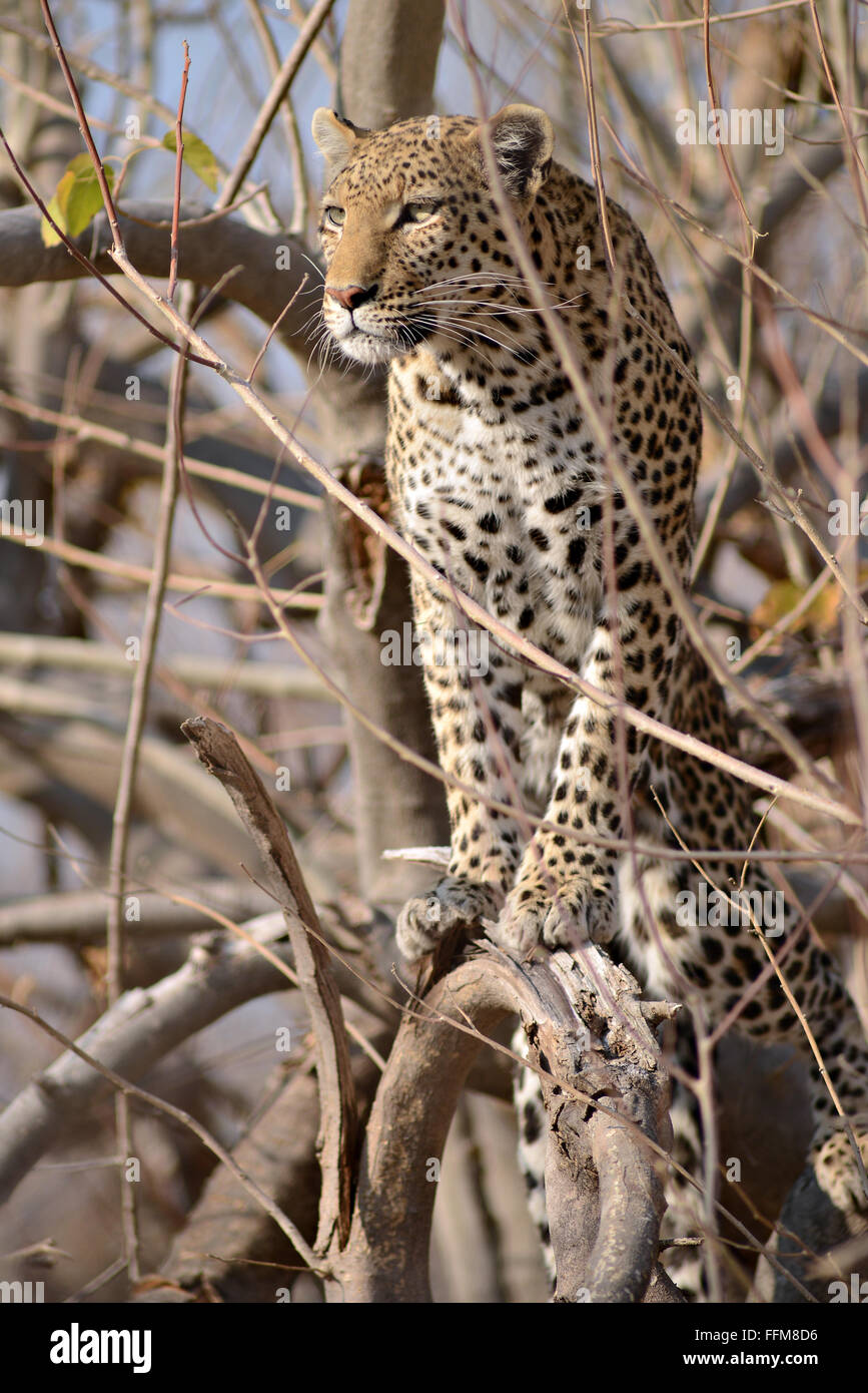 Leopard Jagen Stockfotos & Leopard Jagen Bilder - Alamy