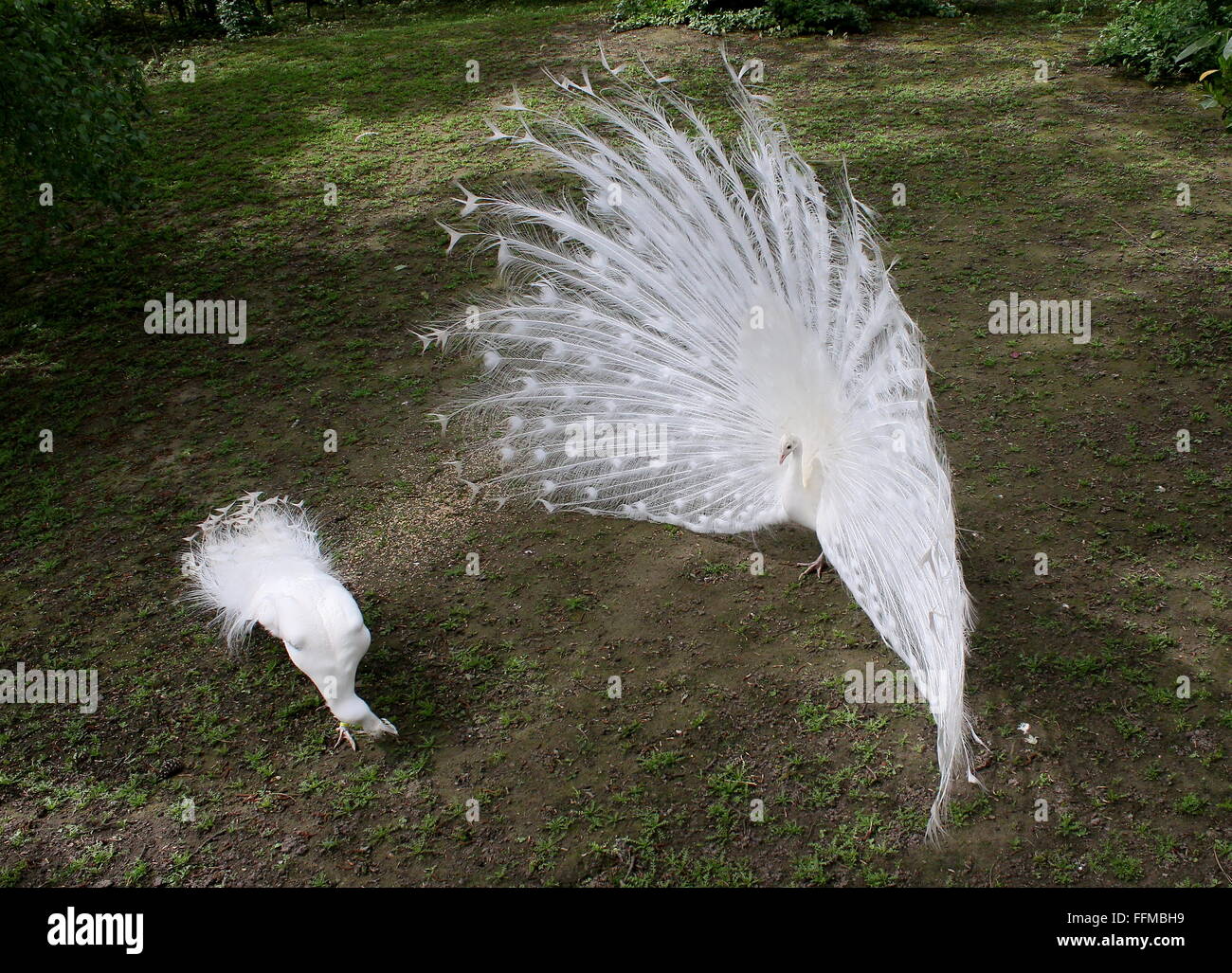 Pavo cristatus alba -Fotos und -Bildmaterial in hoher Auflösung – Alamy