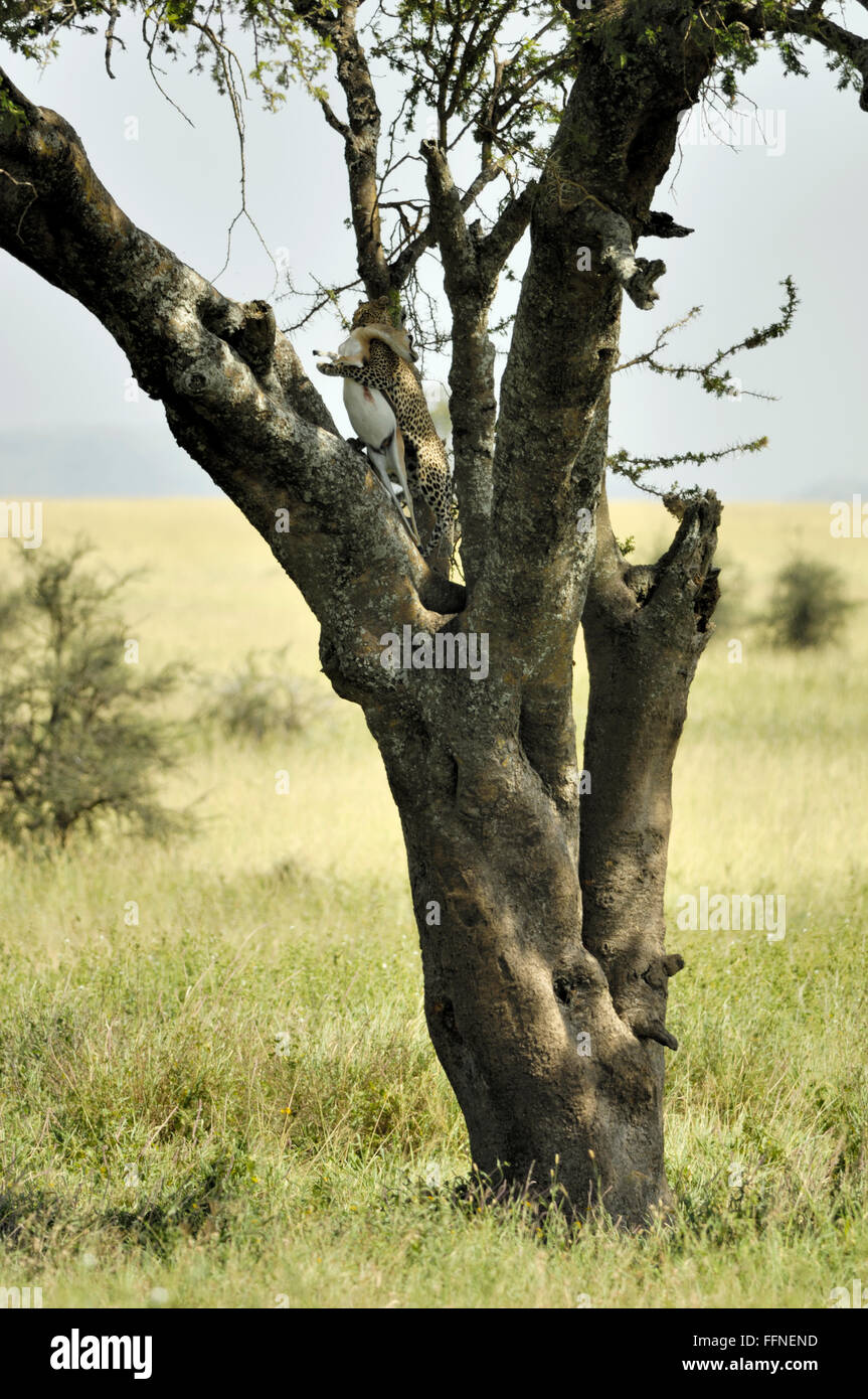 Jagd leopard -Fotos und -Bildmaterial in hoher Auflösung – Alamy