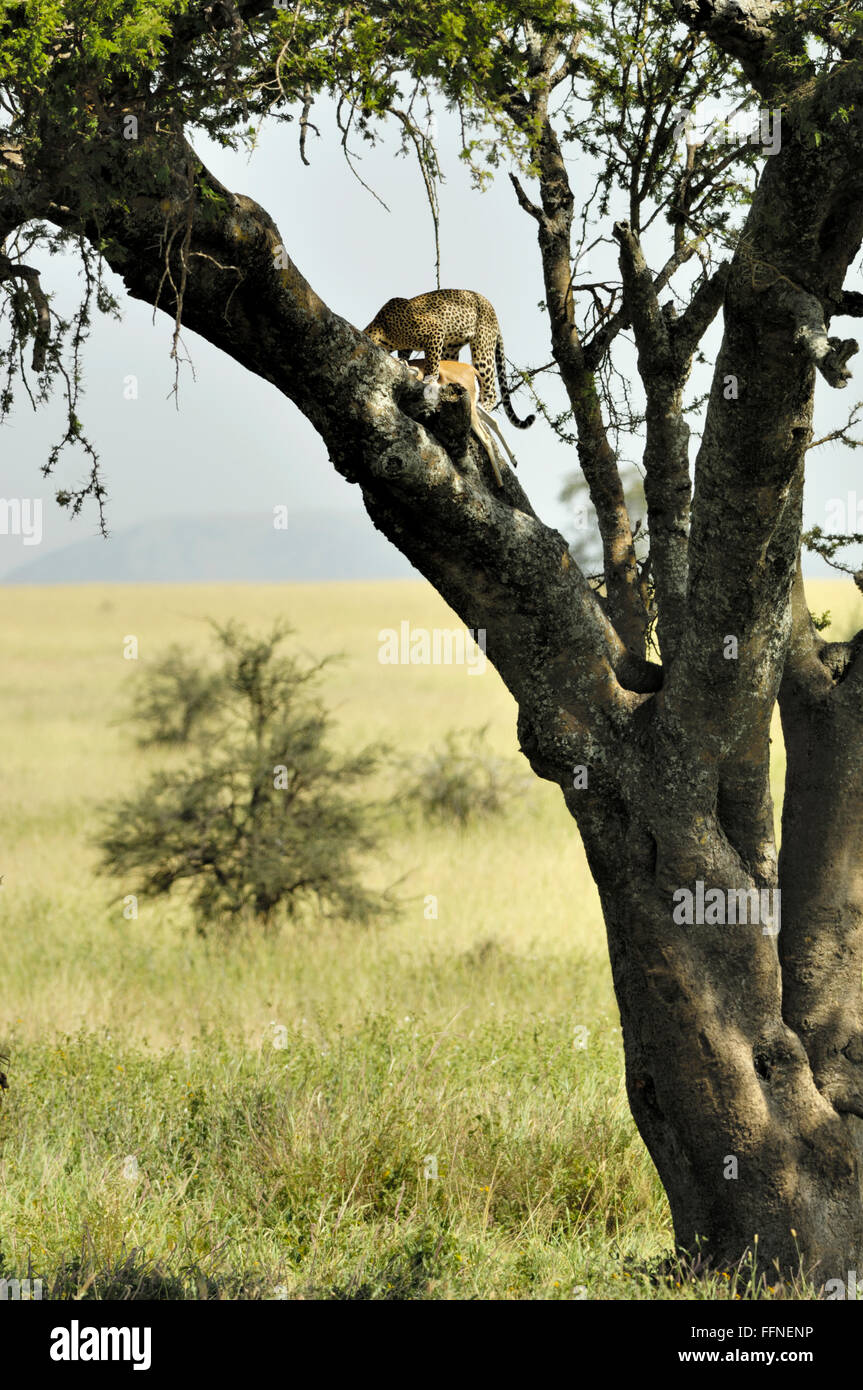 Jagd leopard -Fotos und -Bildmaterial in hoher Auflösung – Alamy