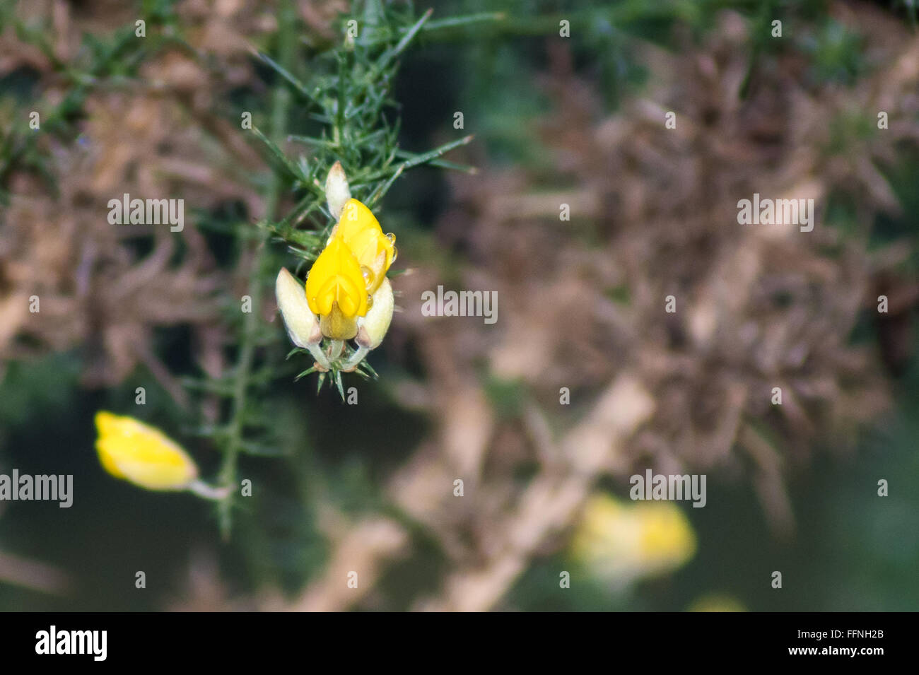 Stechginster blumenstrauch -Fotos und -Bildmaterial in hoher Auflösung ...