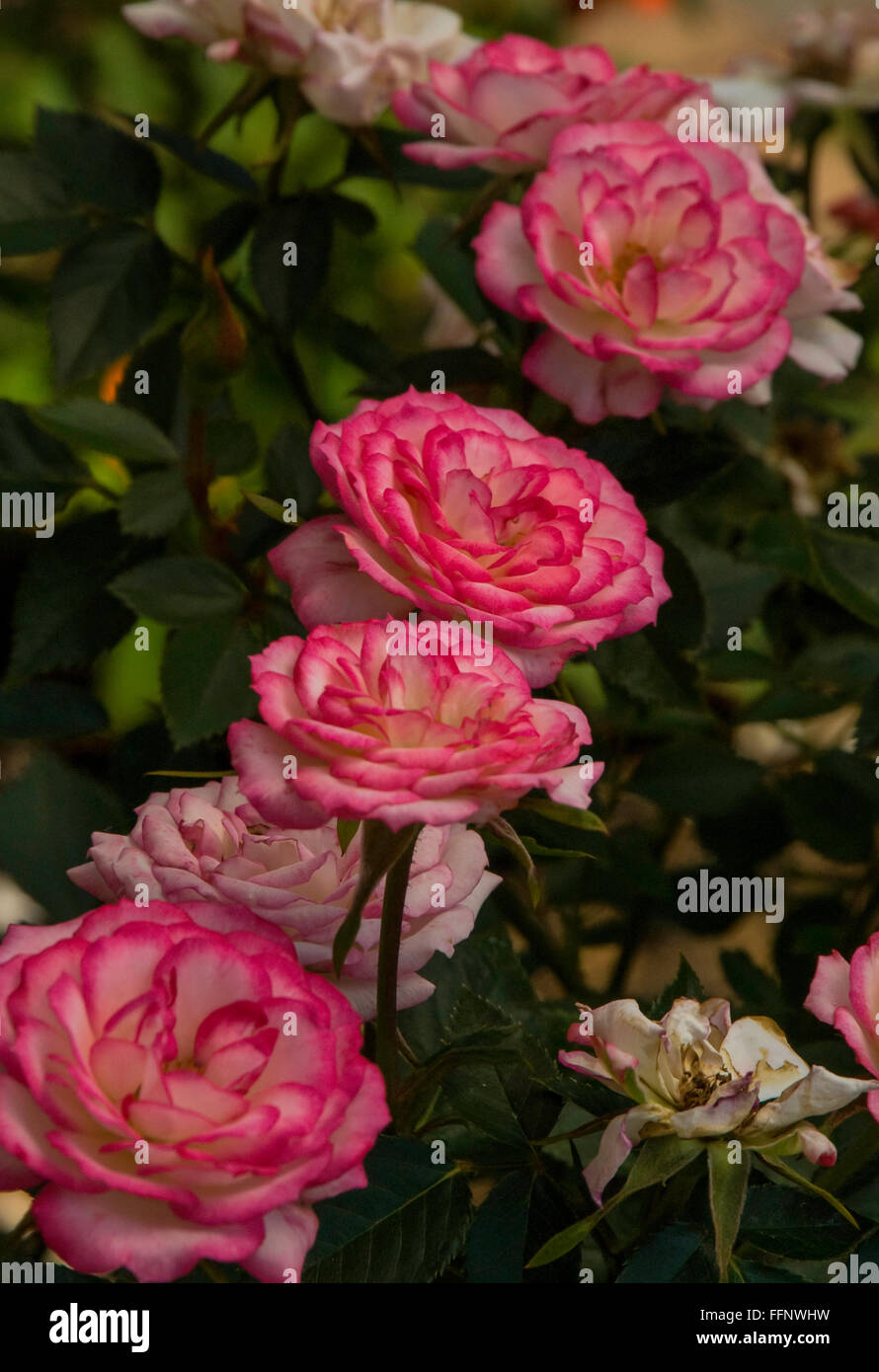 Magisches karussell floribunda Stockfotos und -bilder Kaufen - Alamy