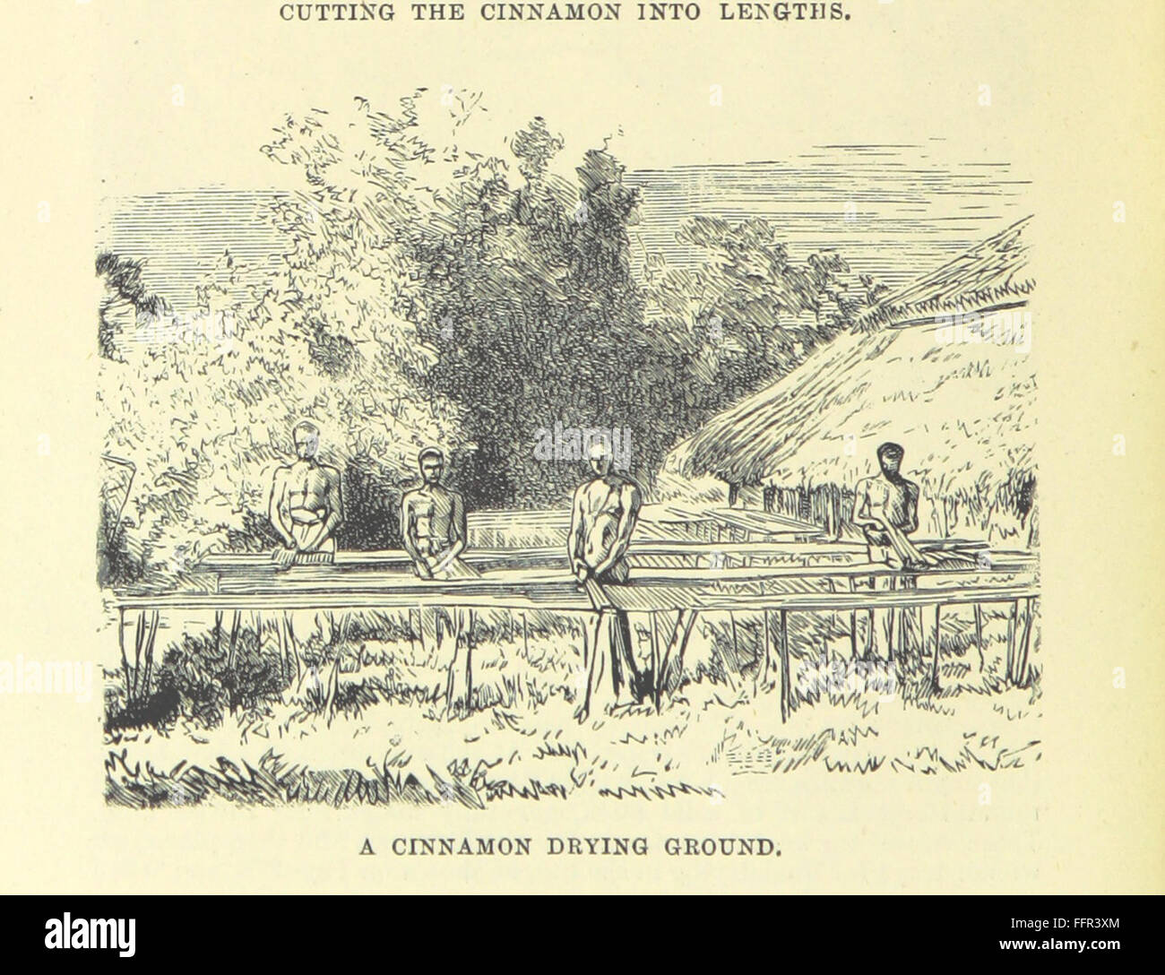 "Ceylon im Jahr 1893" bietet eine historische Darstellung der Insel ...