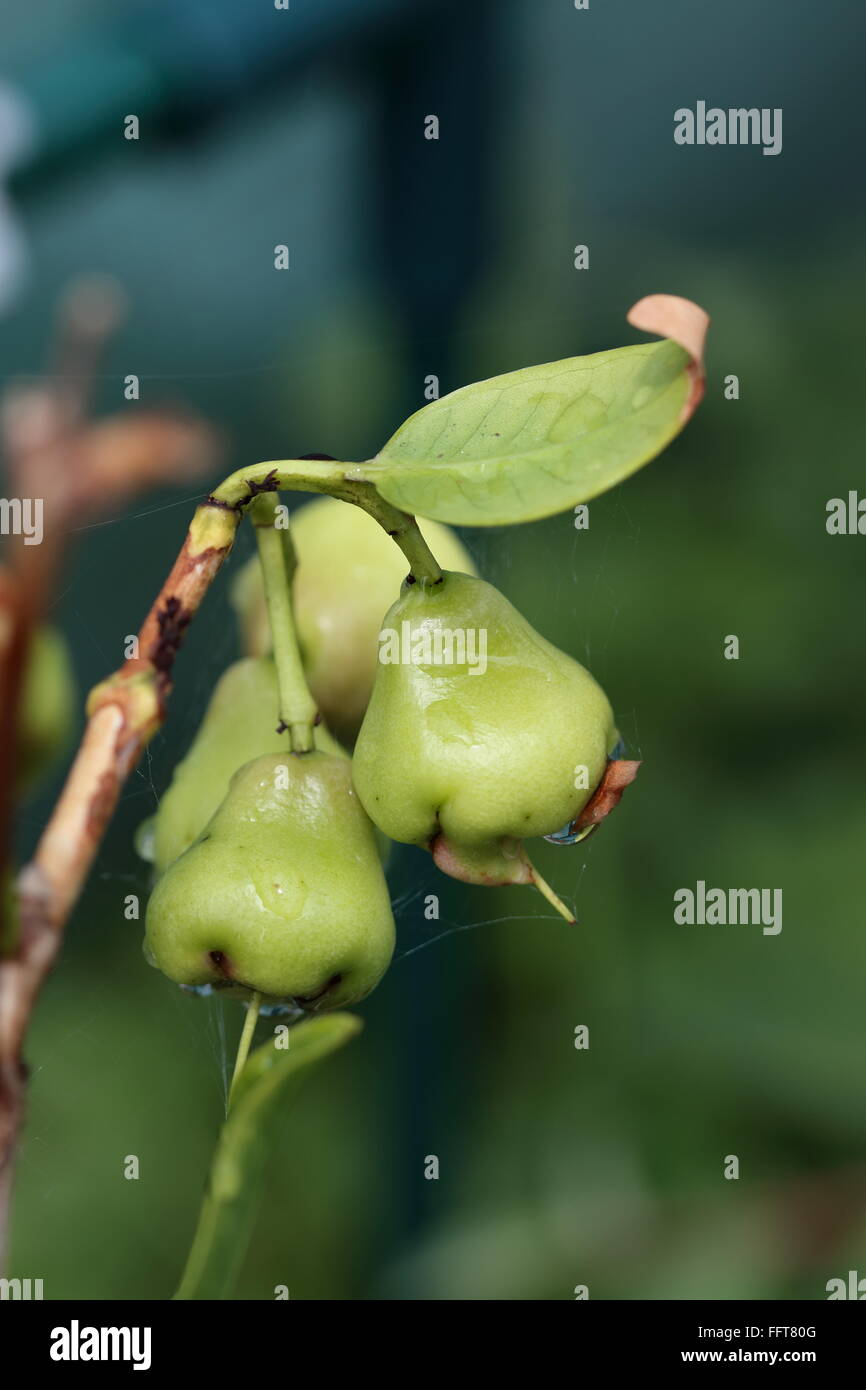 Junger wachs jambu -Fotos und -Bildmaterial in hoher Auflösung – Alamy