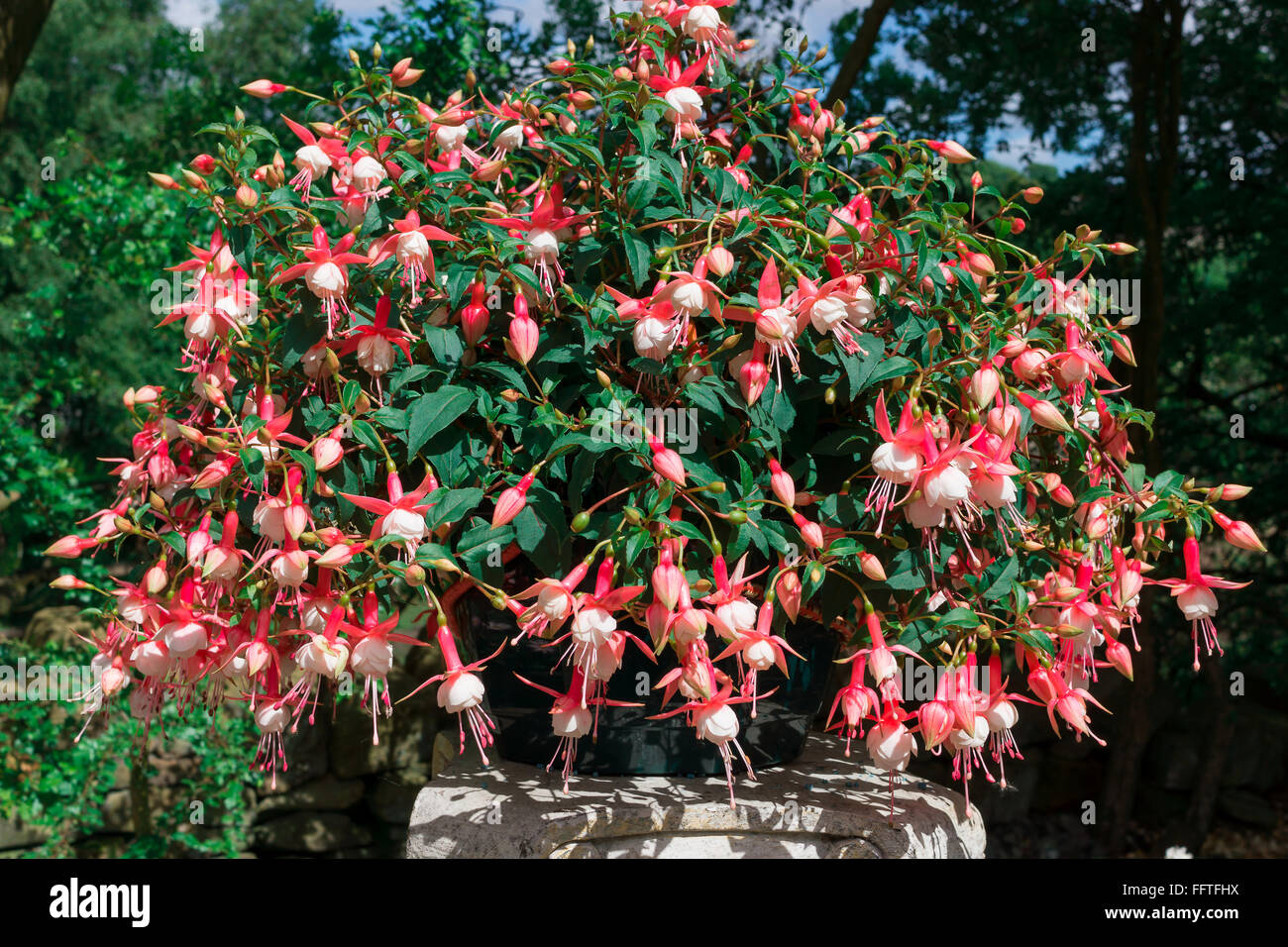 Rosa fuchsia blume -Fotos und -Bildmaterial in hoher Auflösung – Alamy