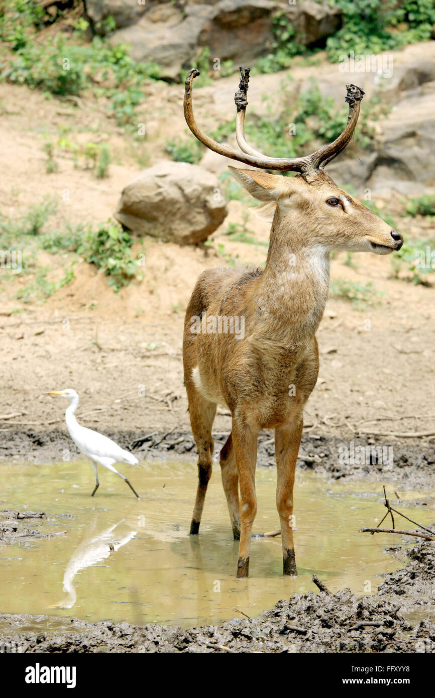 Braue Geweih Hirsch Eld Hirsch Cervus Eldi im Hintergrund in Guwahati ...