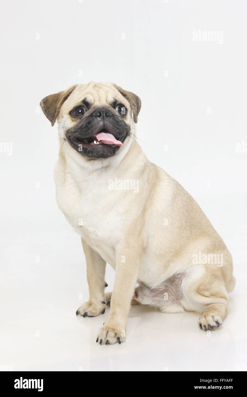 Schwarzer mops hund -Fotos und -Bildmaterial in hoher Auflösung – Alamy