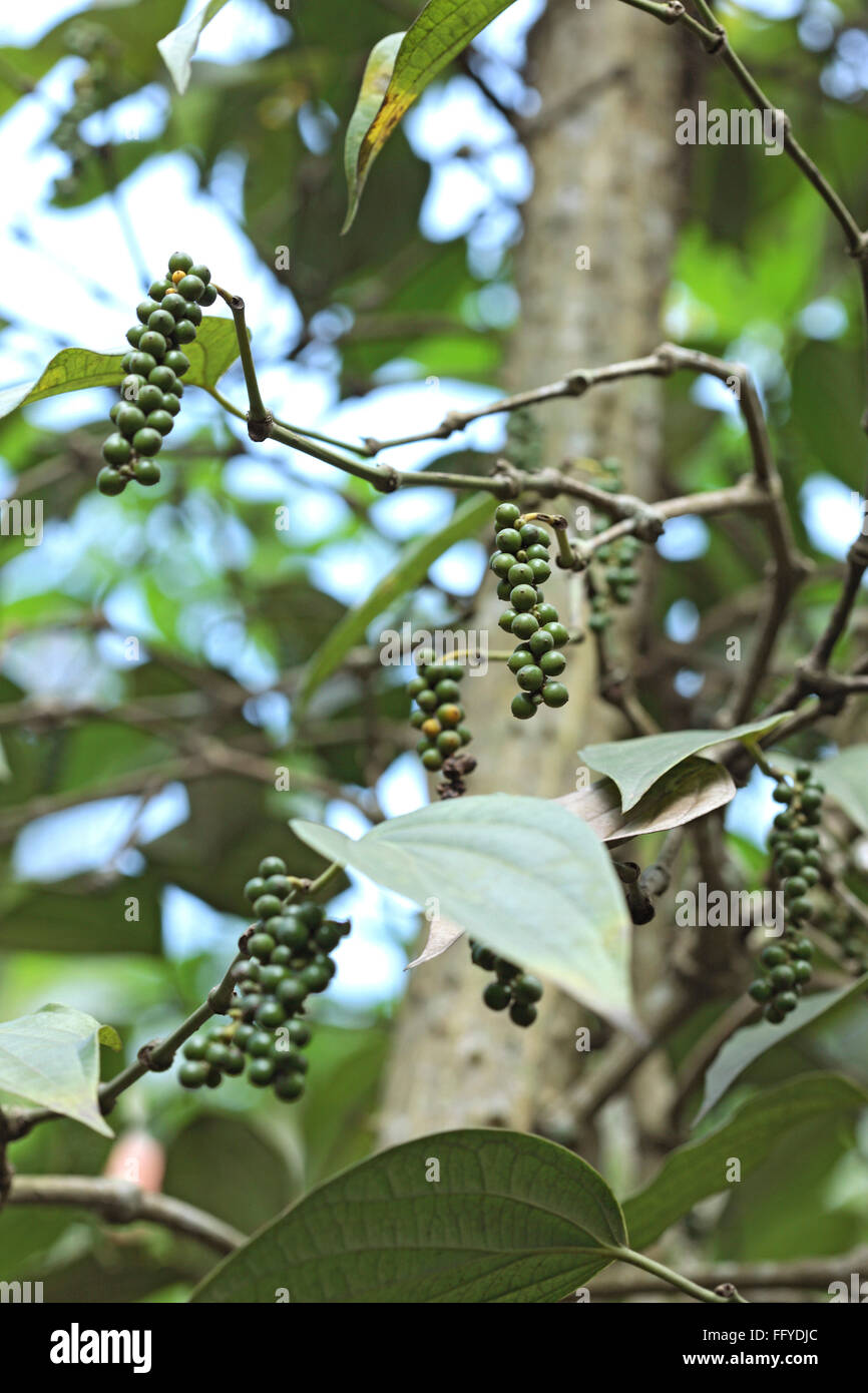 Pfeffer auf der pflanze -Fotos und -Bildmaterial in hoher Auflösung – Alamy