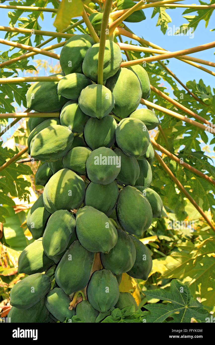 Stilvolle Papaya Baum Kaufen Ebenbild