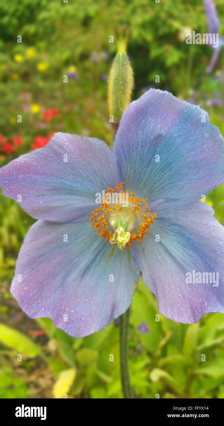 Blaue Mohnblume Im Garten Stockfotos und -bilder Kaufen - Alamy