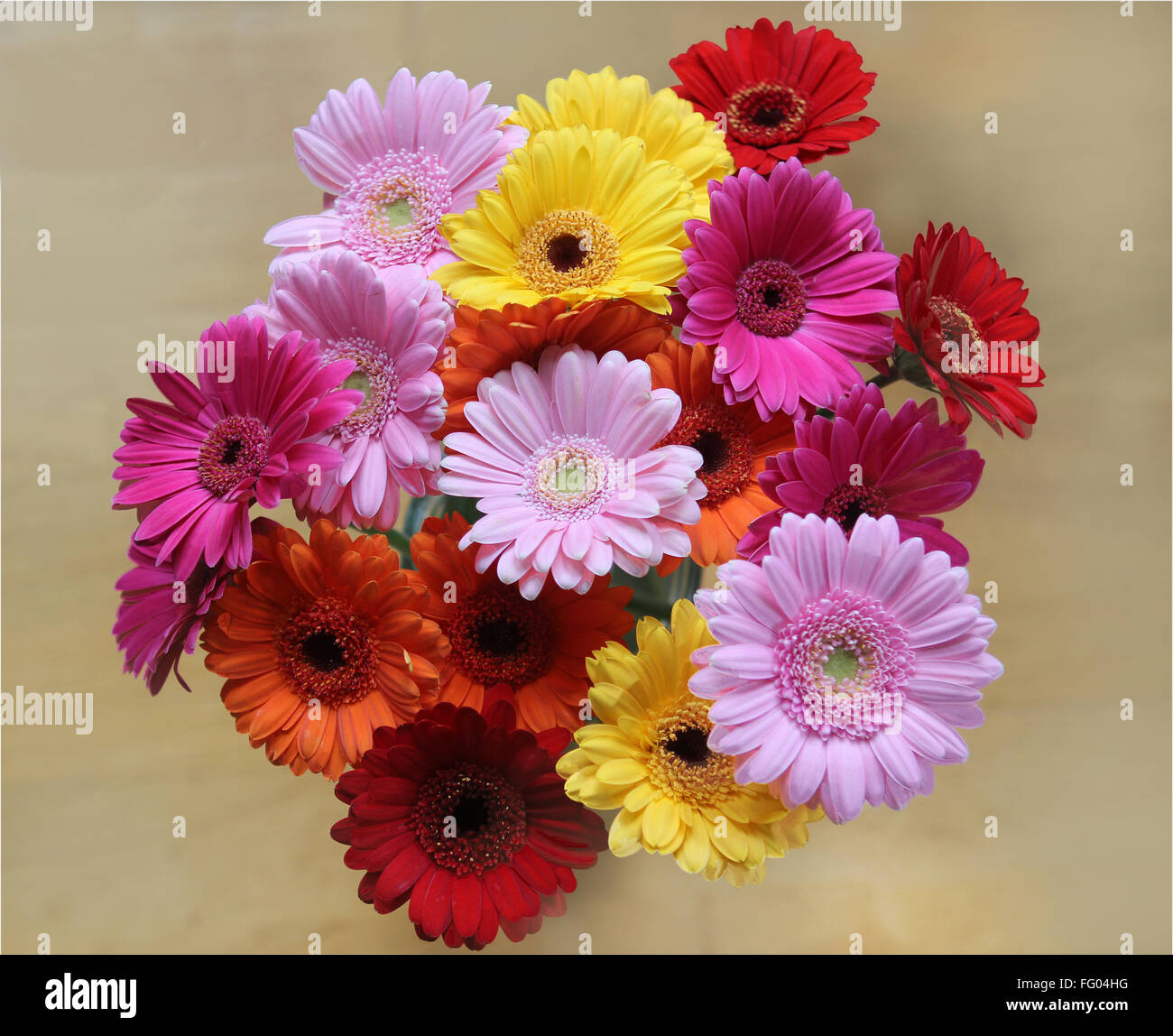 Gerbera blumen colourfull mit hell -Fotos und -Bildmaterial in hoher ...