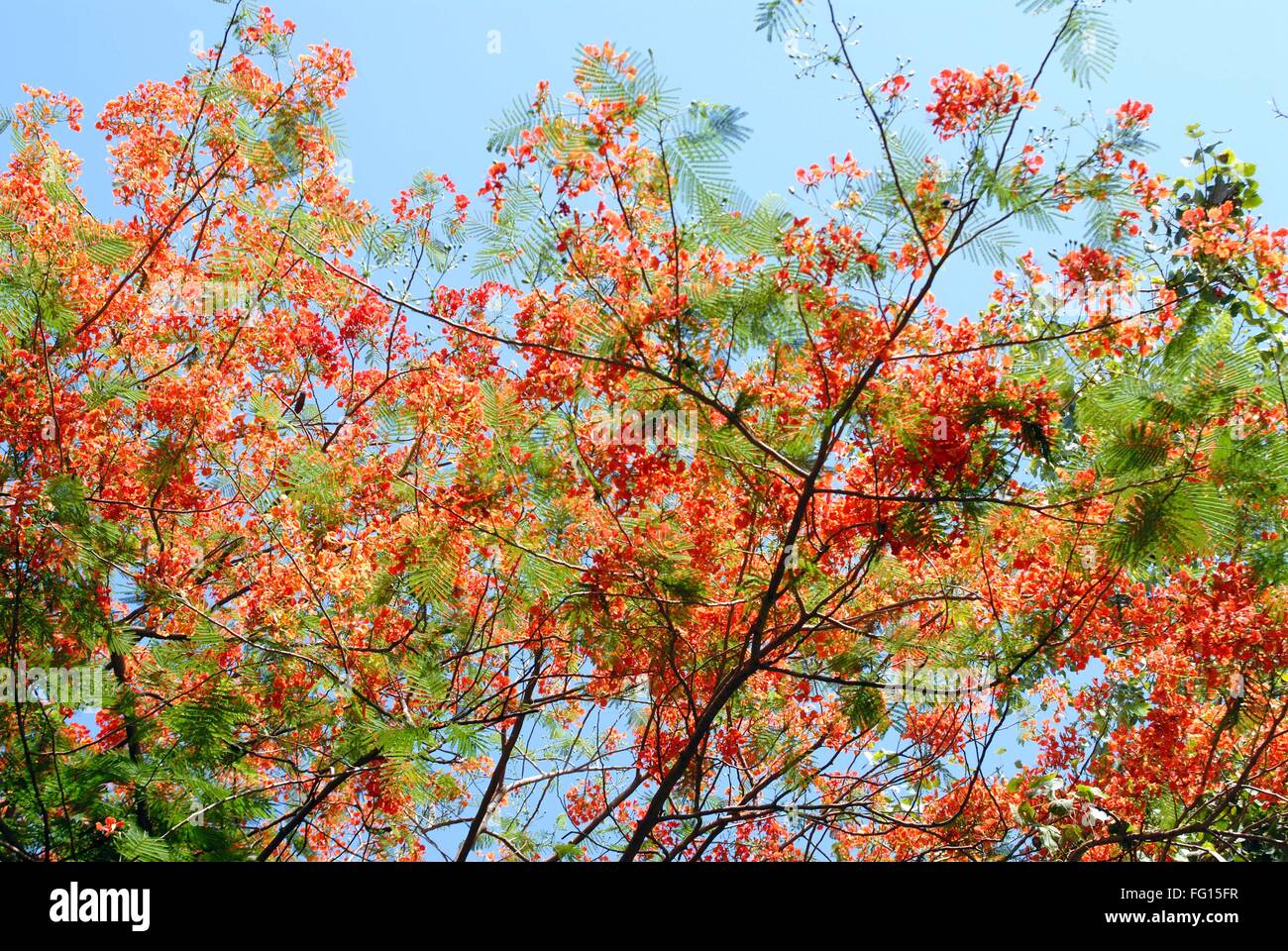 Gulmarg oder Gul Mohur Delonix Regia Baum mit blauen Himmel im ...