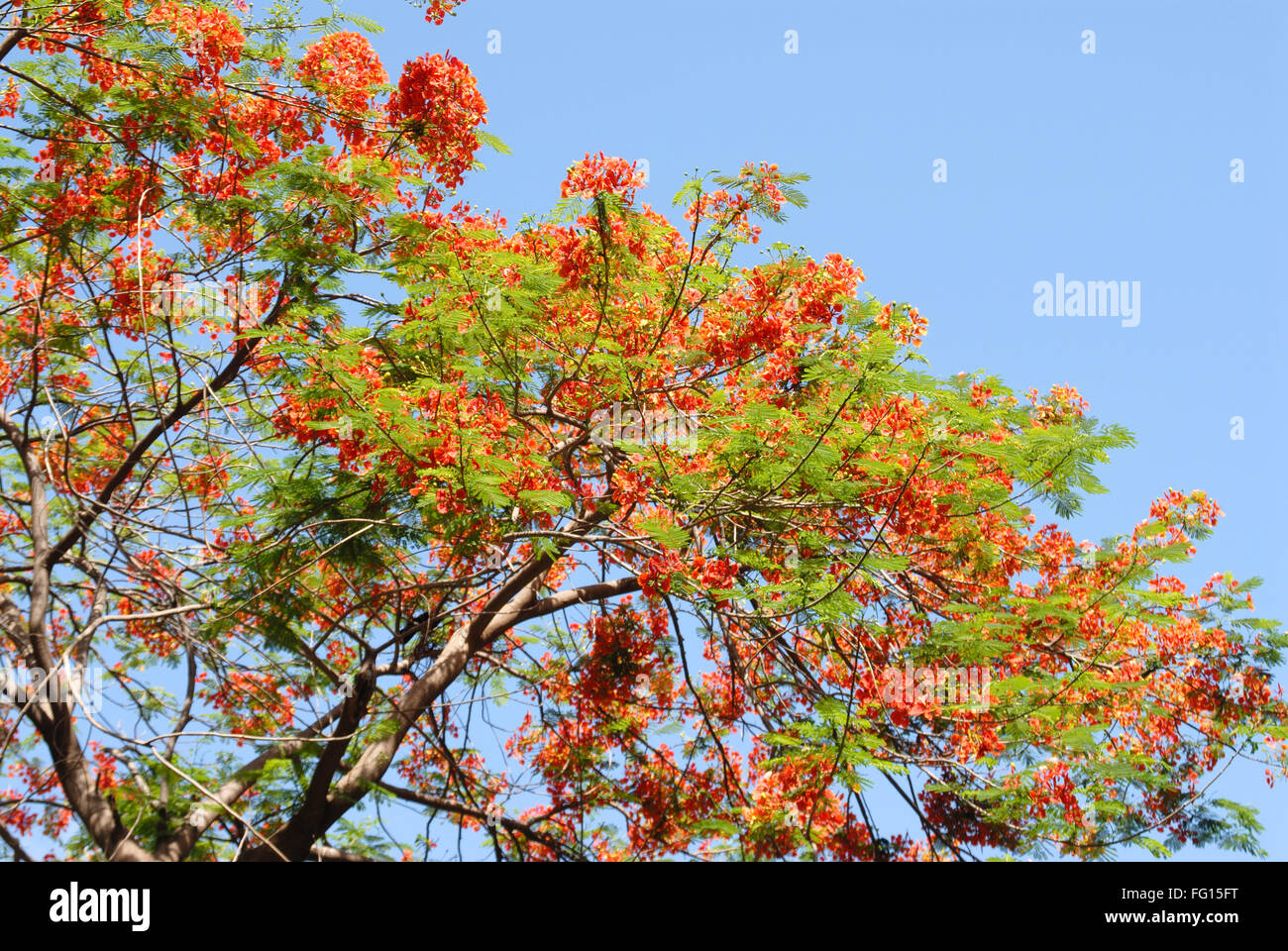 Gulmarg oder Gul Mohur Delonix Regia Baum mit blauen Himmel im ...