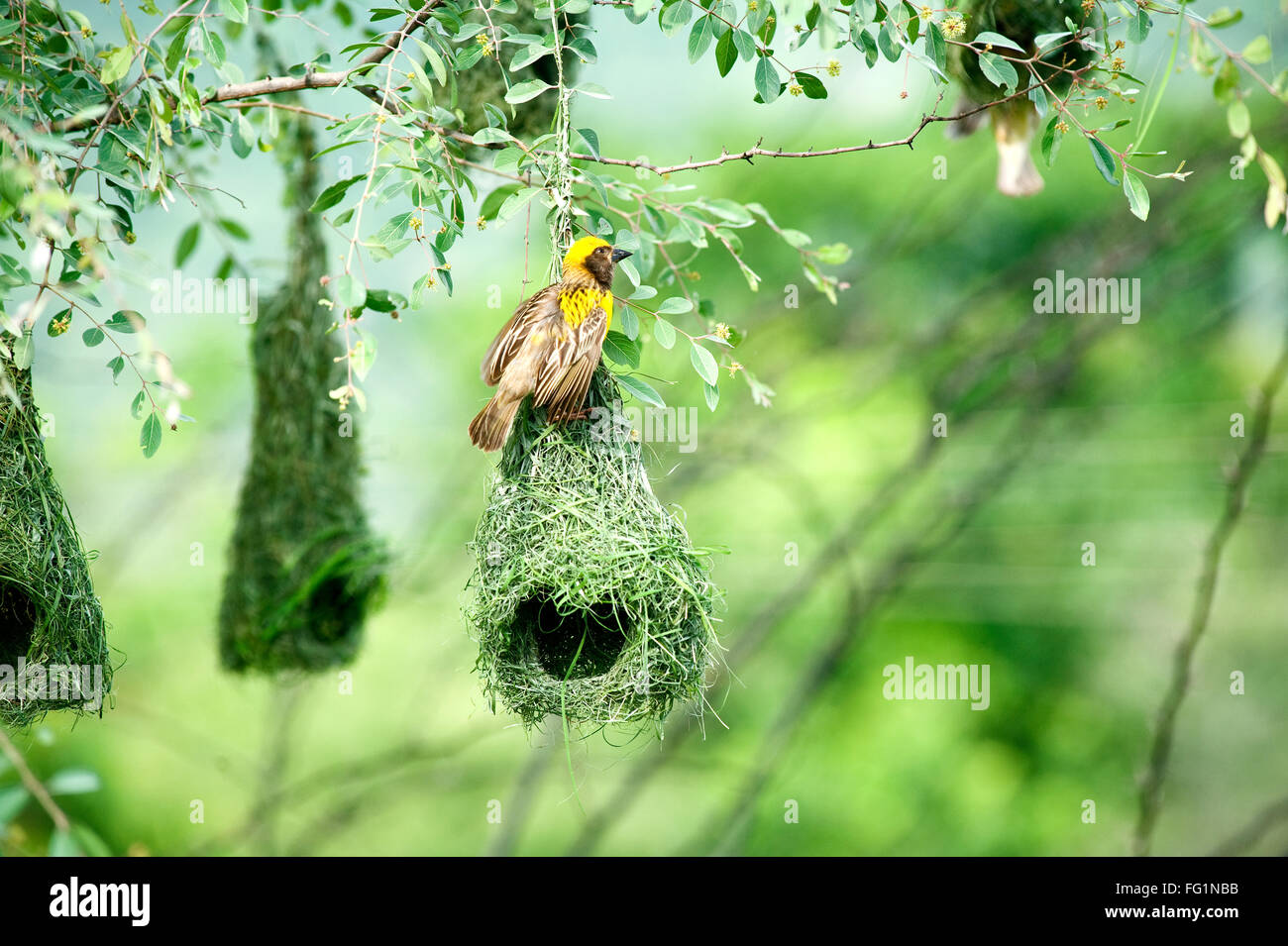Indischer Baya Weber Stockfotos und -bilder Kaufen - Alamy