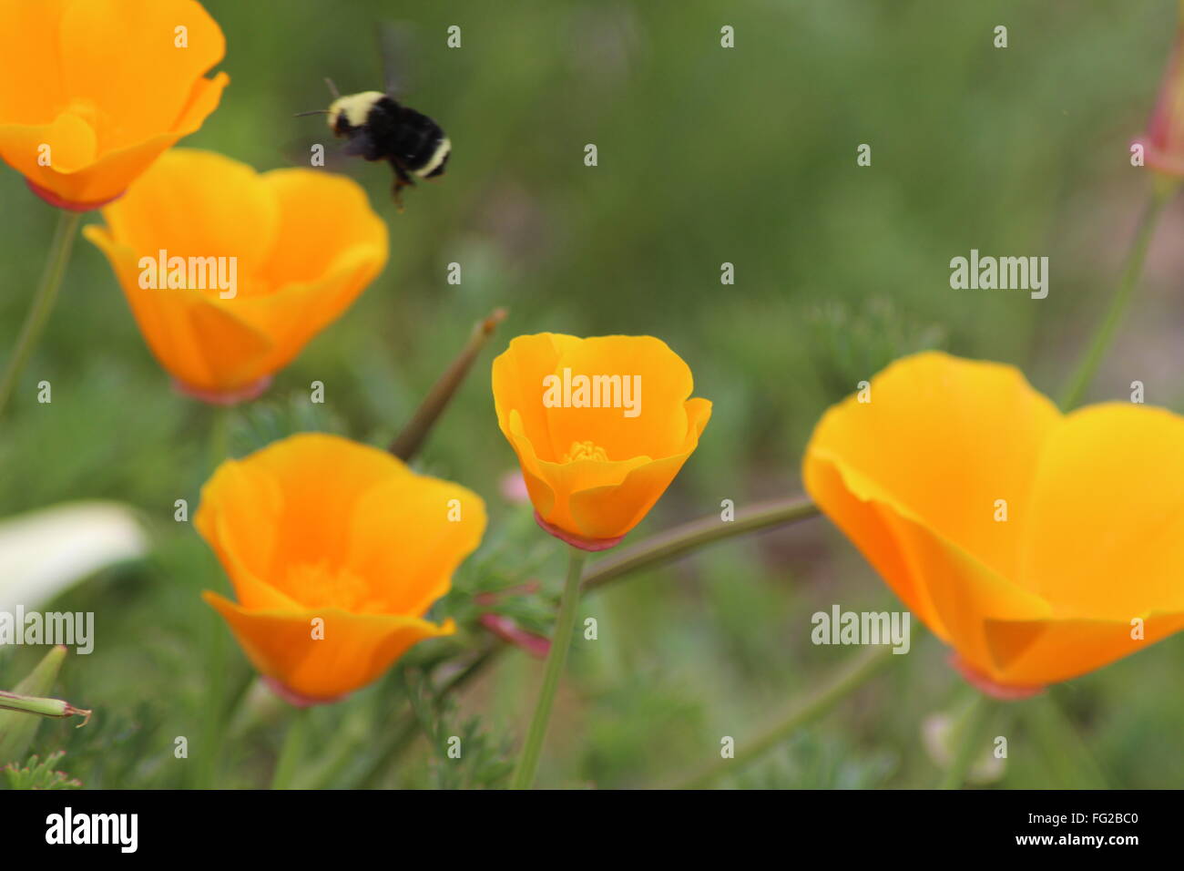 Biene im feld -Fotos und -Bildmaterial in hoher Auflösung – Alamy