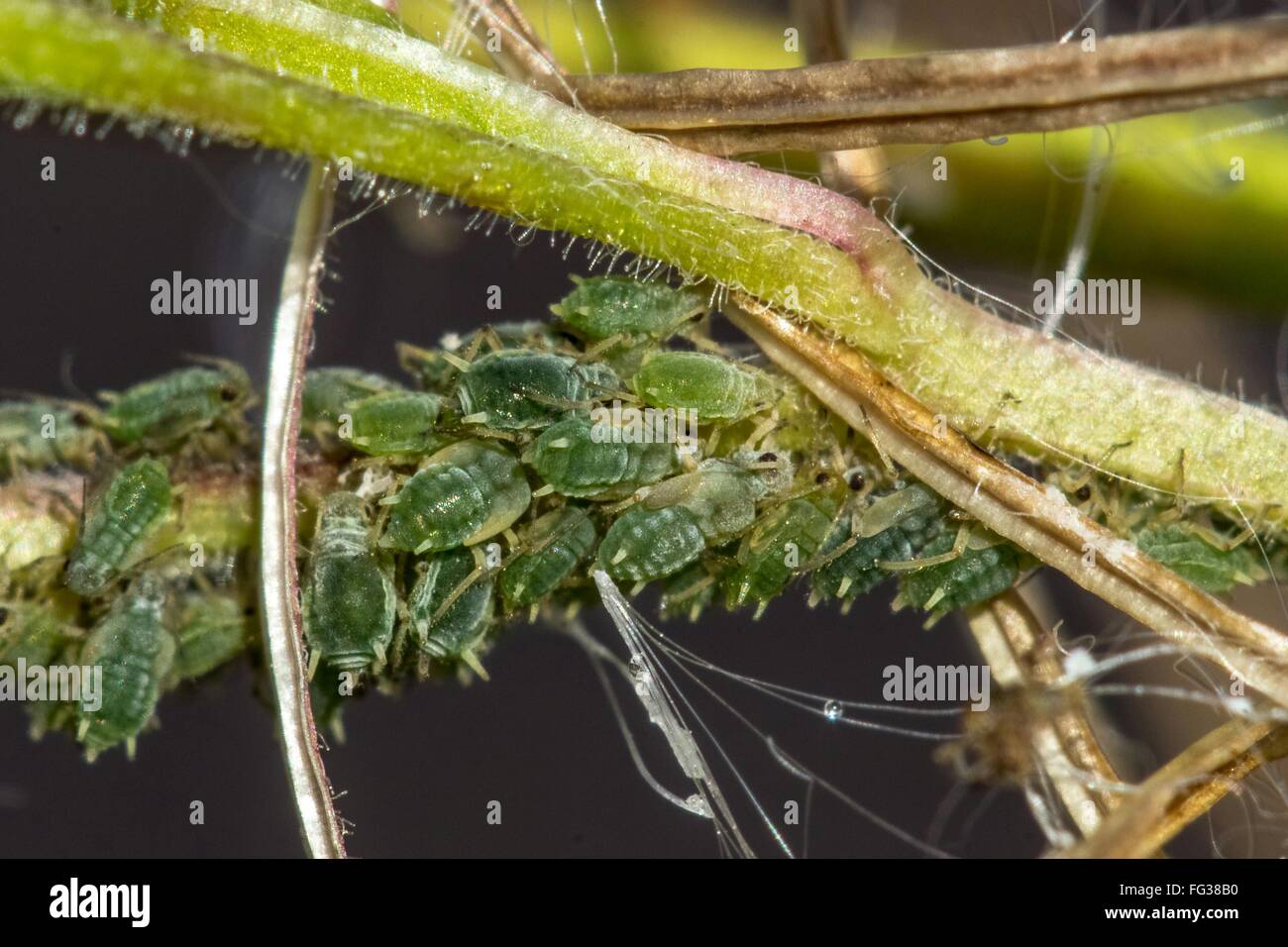 Blattlaus kolonie -Fotos und -Bildmaterial in hoher Auflösung – Alamy