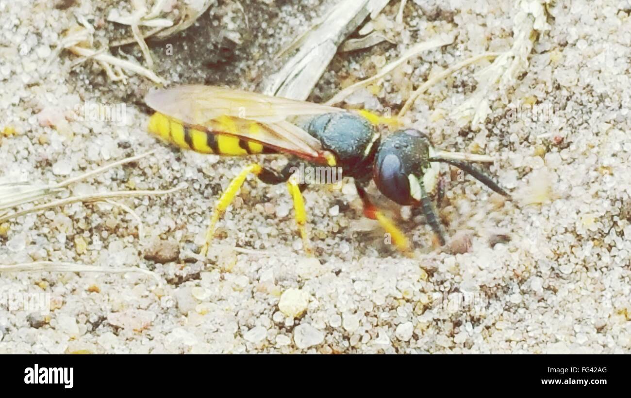 Biene im feld -Fotos und -Bildmaterial in hoher Auflösung – Alamy