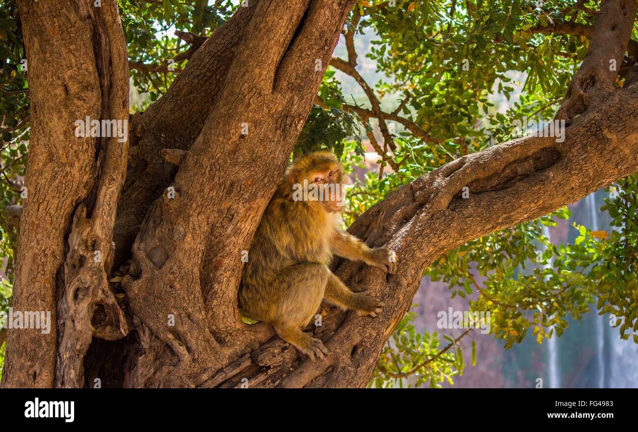 Nahaufnahme der Affe sitzt auf Baum Stockfotografie - Alamy