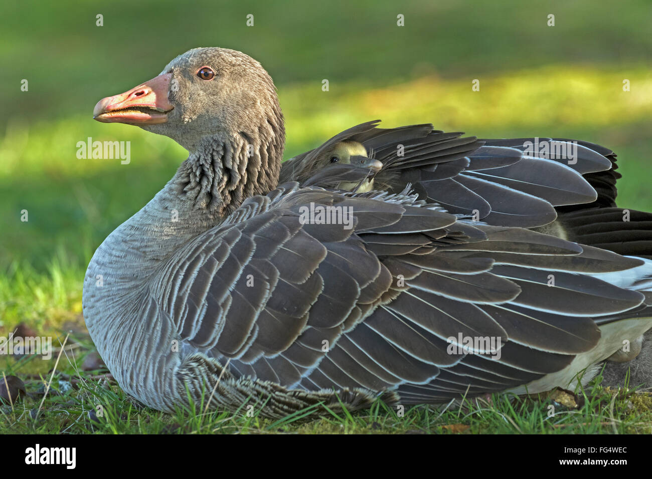 Baby gans -Fotos und -Bildmaterial in hoher Auflösung – Alamy