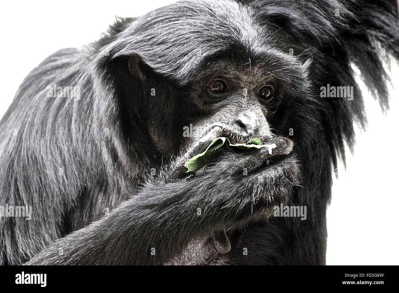 Zoo animals -Fotos und -Bildmaterial in hoher Auflösung – Alamy