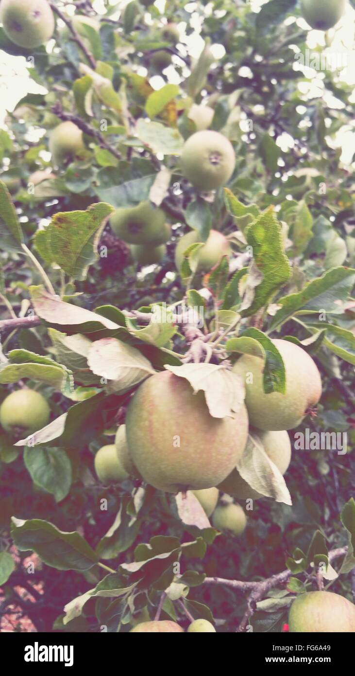 Apple tree garden -Fotos und -Bildmaterial in hoher Auflösung – Alamy