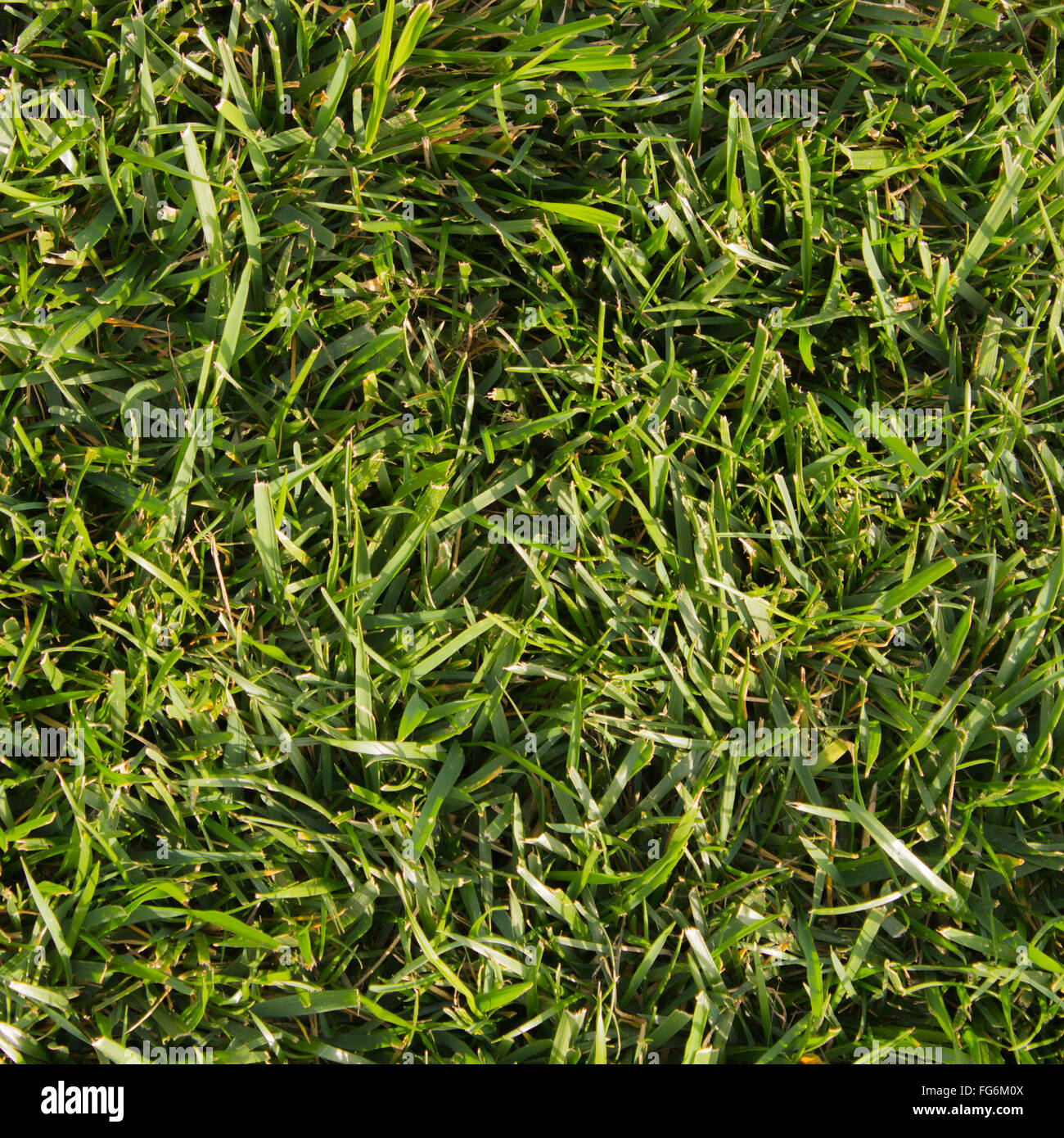 Grass texture -Fotos und -Bildmaterial in hoher Auflösung – Alamy
