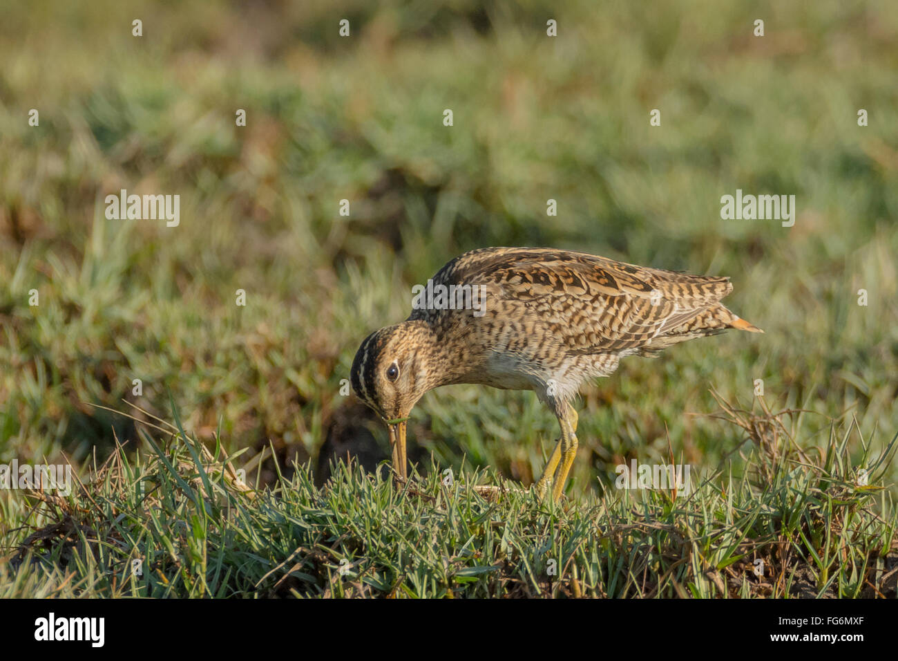 PIN-tailed Schnepfe oder Pintail Snipe (Gallinago Stenura ...