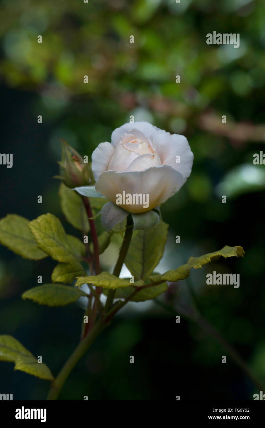 Crown princess -Fotos und -Bildmaterial in hoher Auflösung – Alamy