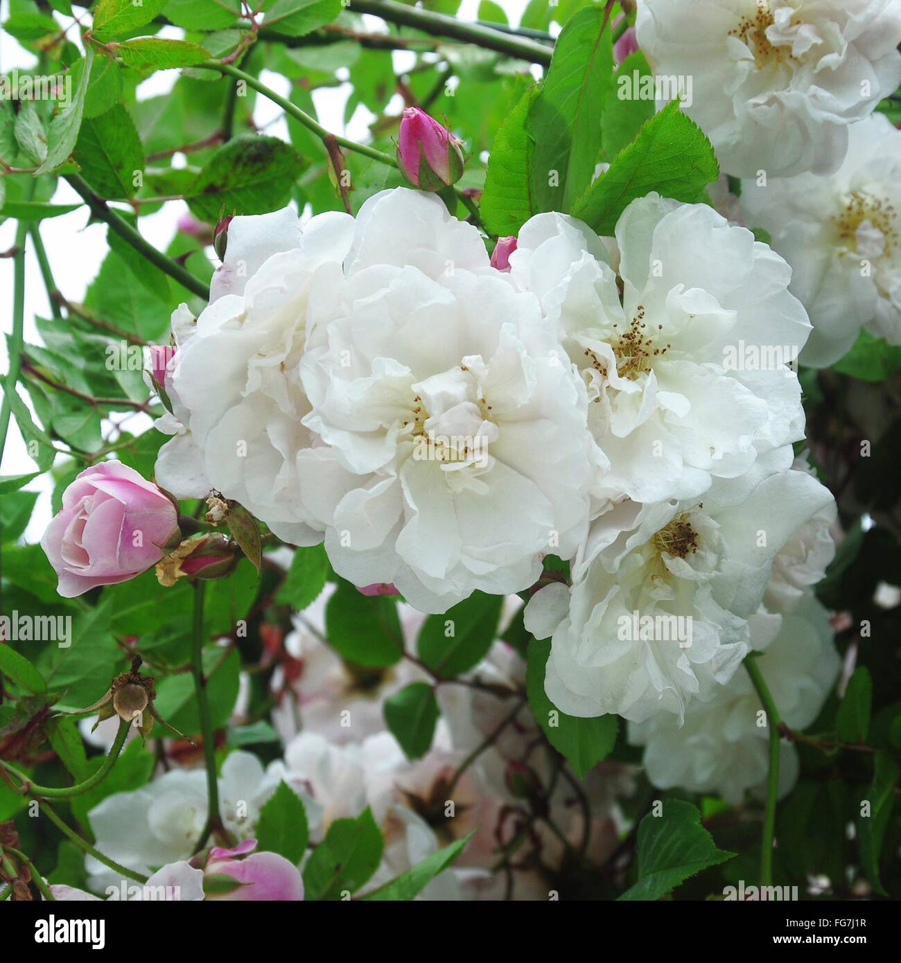 Mortimer sackler rose -Fotos und -Bildmaterial in hoher Auflösung – Alamy