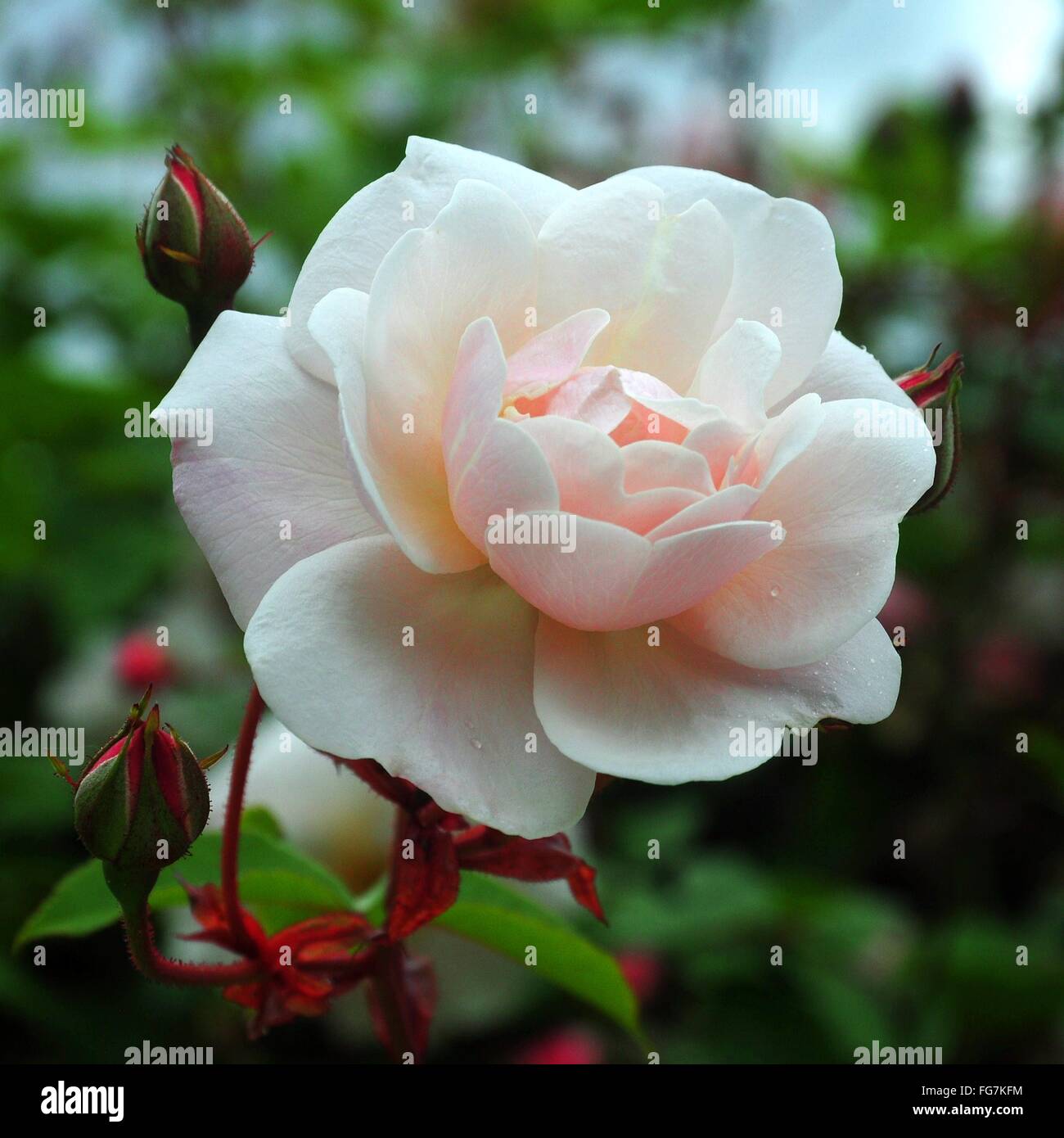 Mortimer sackler rose -Fotos und -Bildmaterial in hoher Auflösung – Alamy