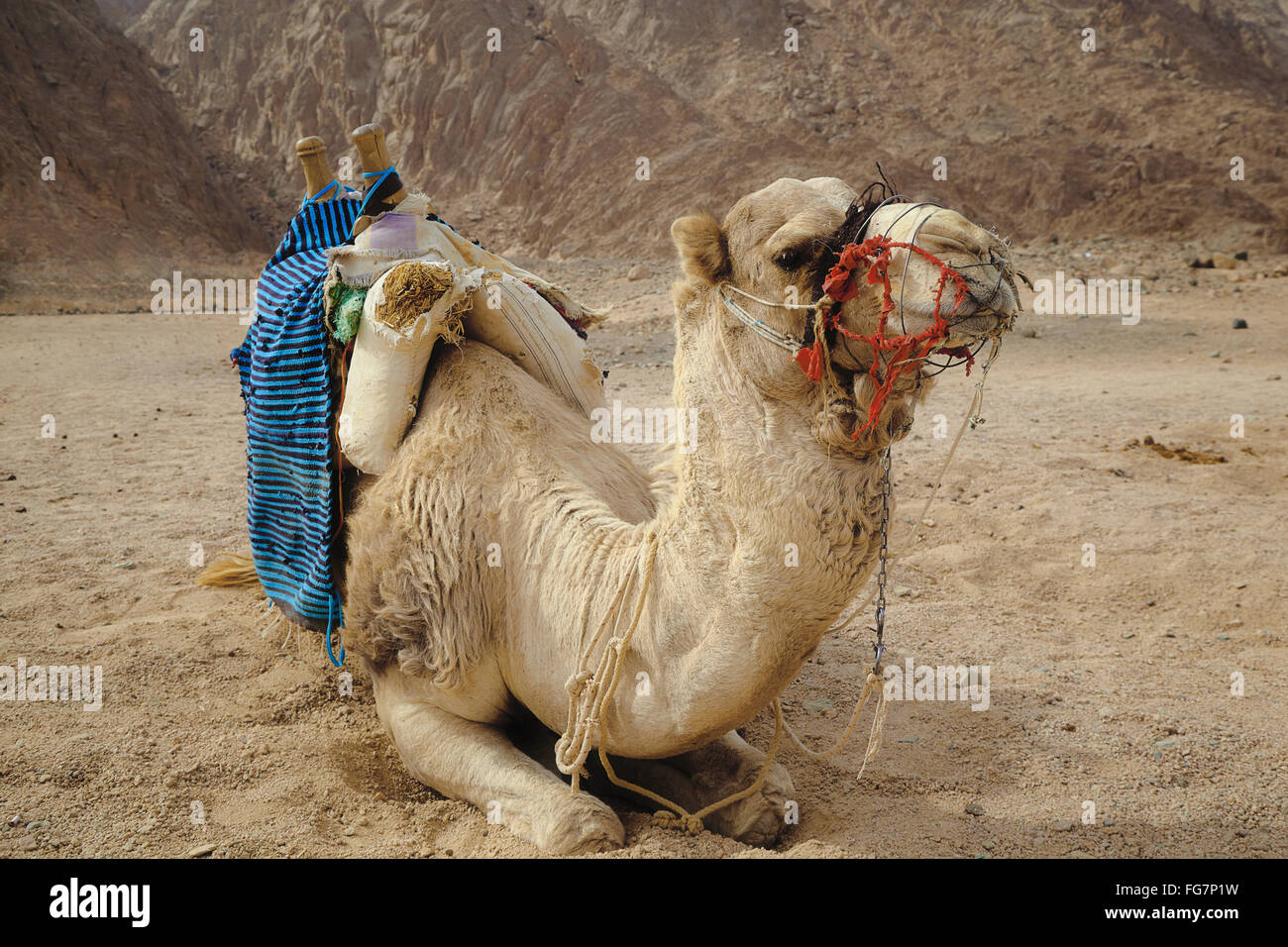 Beduin culture -Fotos und -Bildmaterial in hoher Auflösung – Alamy